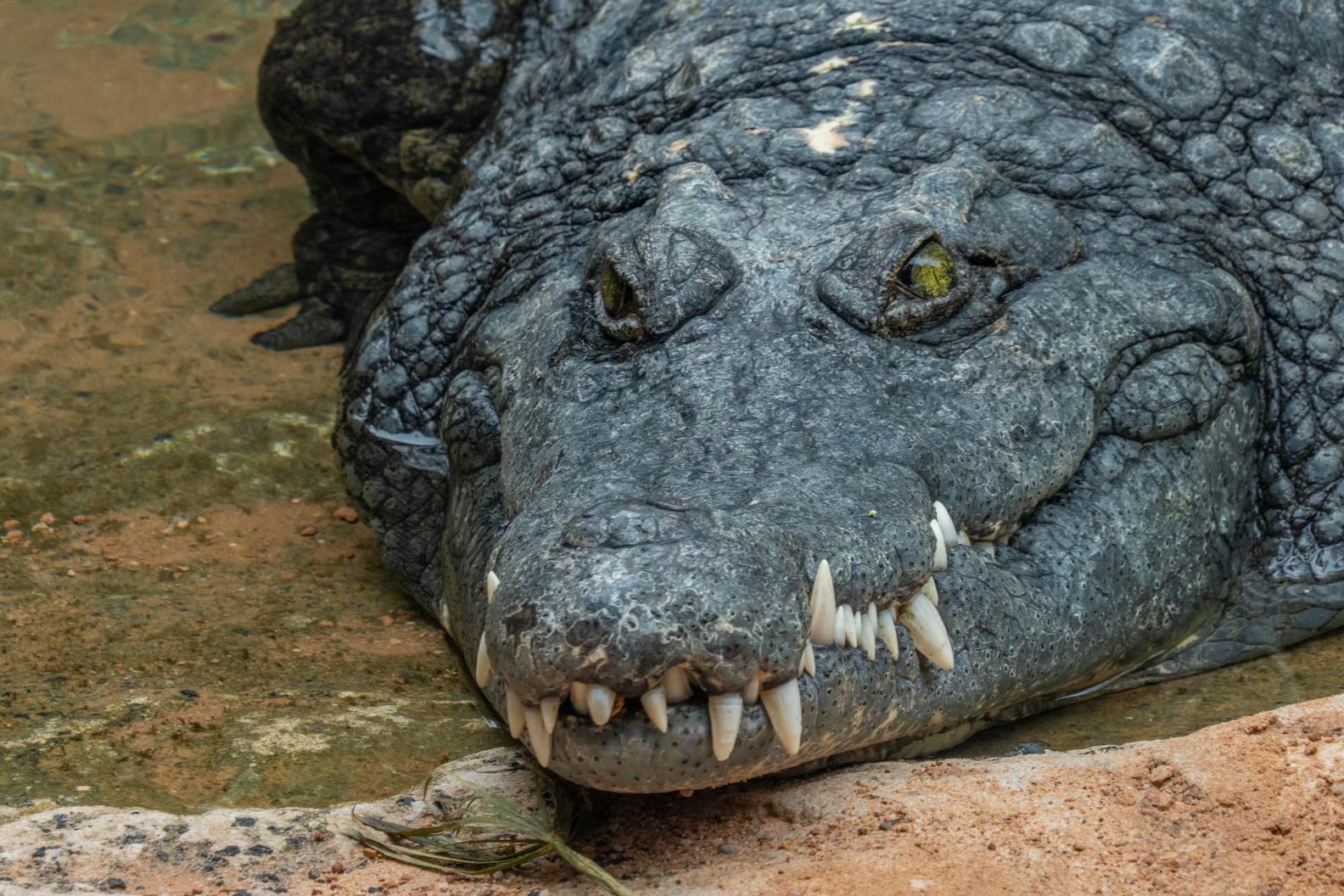 Largest Salt Water Crocodile: Record-Breaking Size Revealed