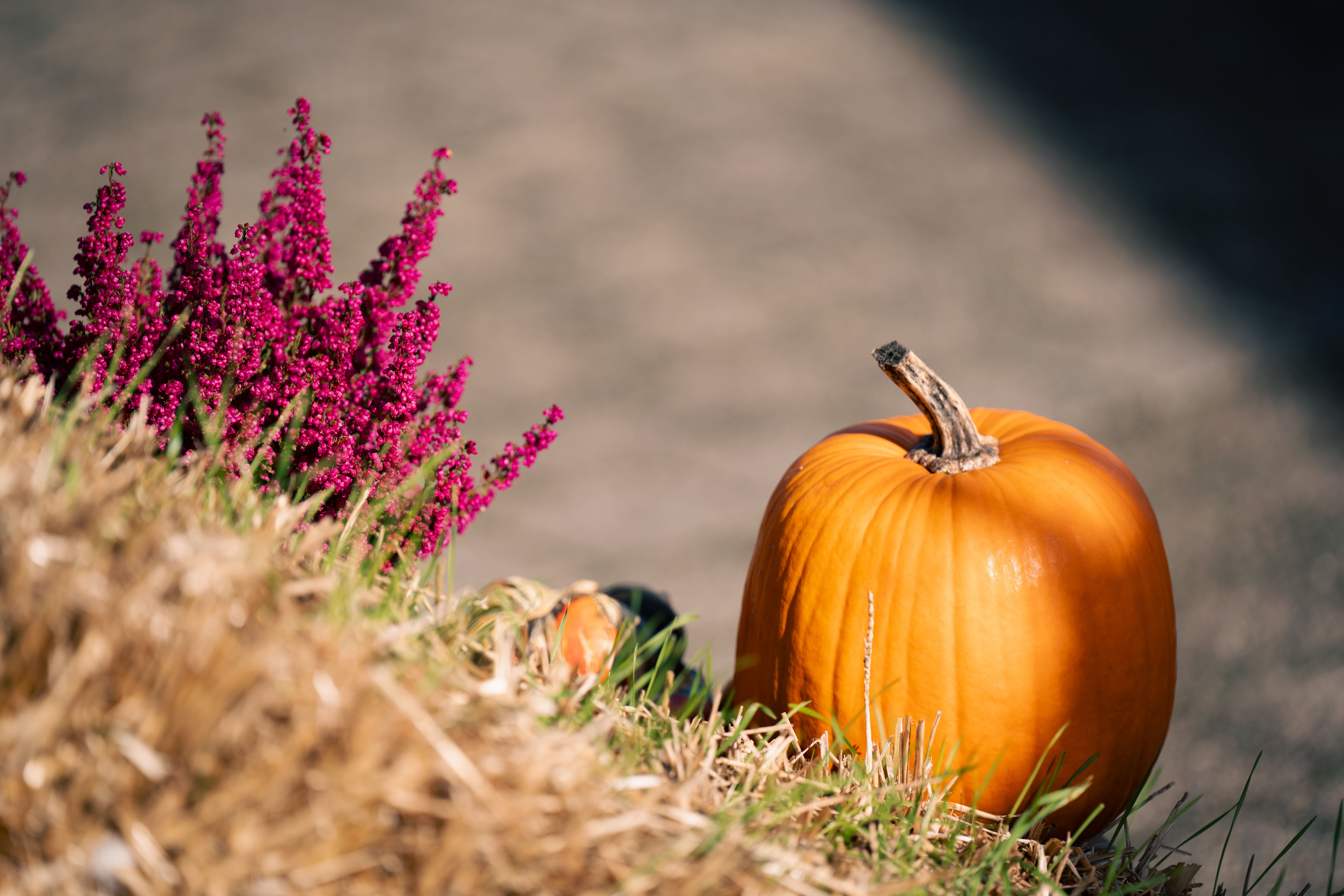 Vibrant Pumpkin and Heather in Autumn Scene · Free Stock Photo