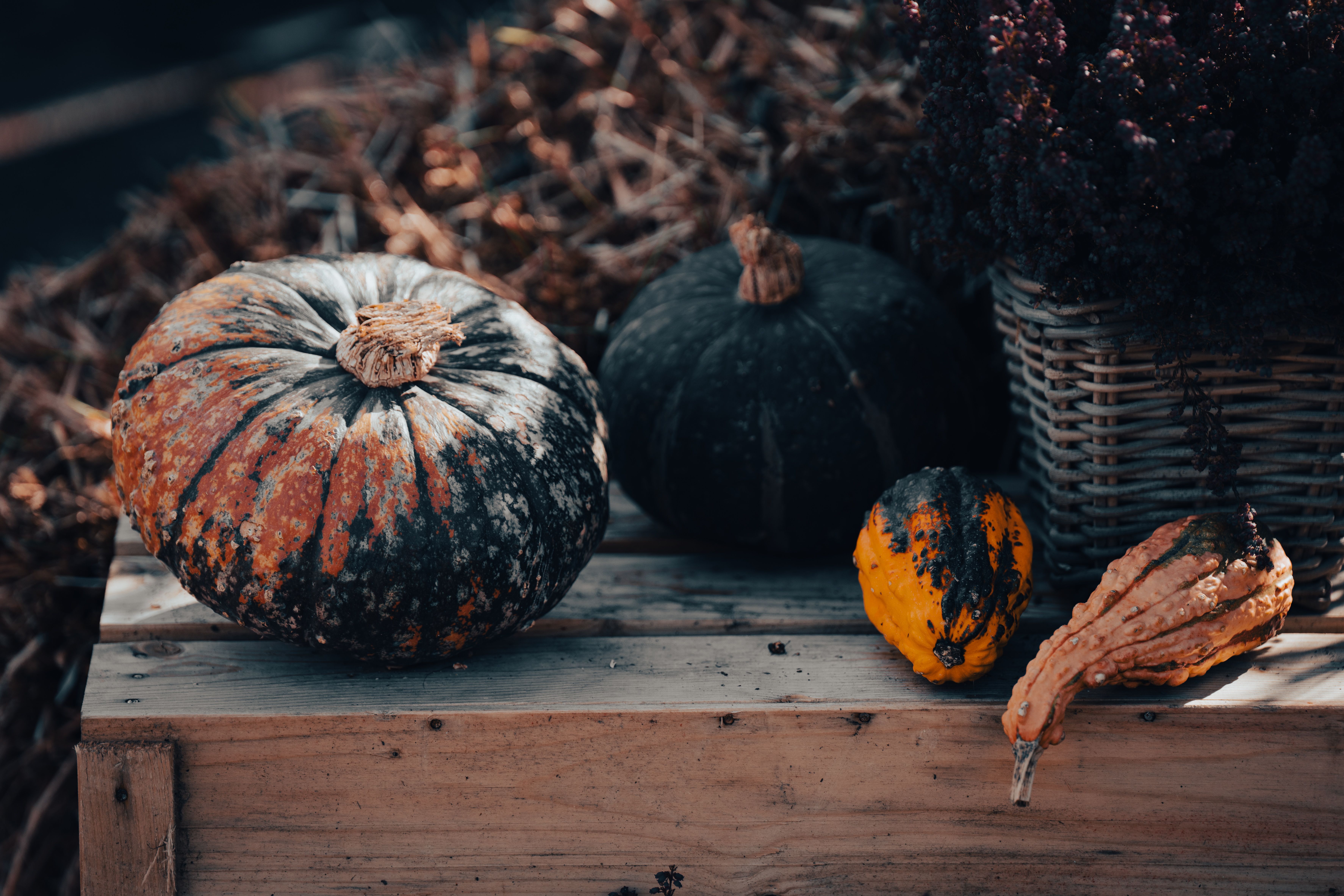 Rustic Autumn Pumpkins and Gourds Display · Free Stock Photo