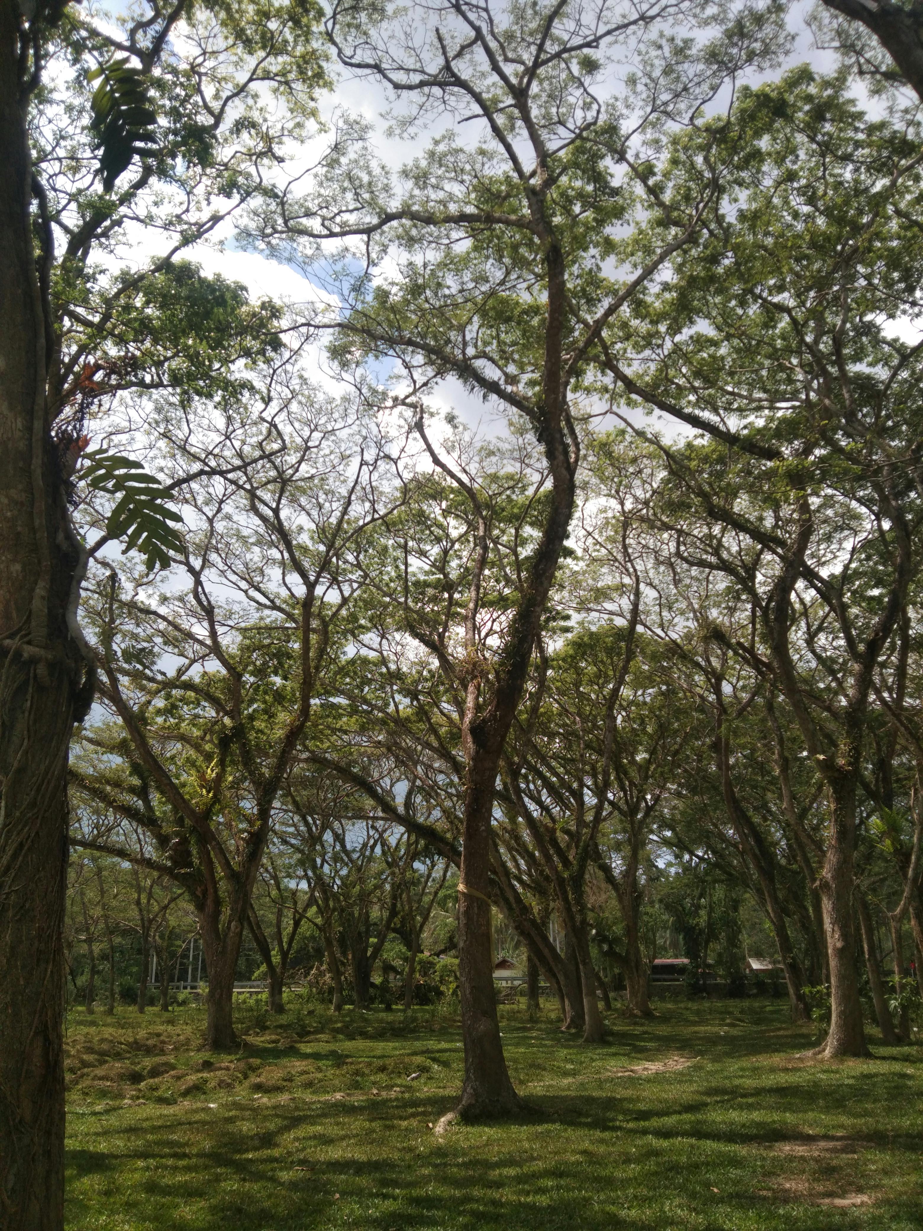 Tranquil Forest Landscape with Lush Trees · Free Stock Photo