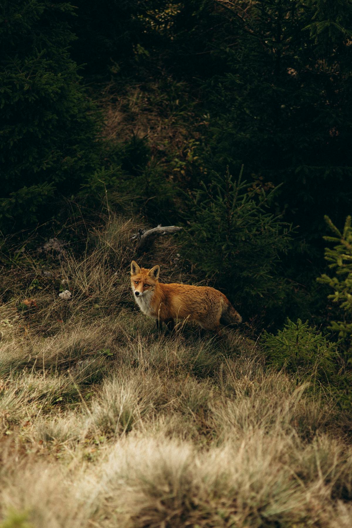 Red Fox In Fall Forest Photos, Download The BEST Free Red Fox In Fall ...