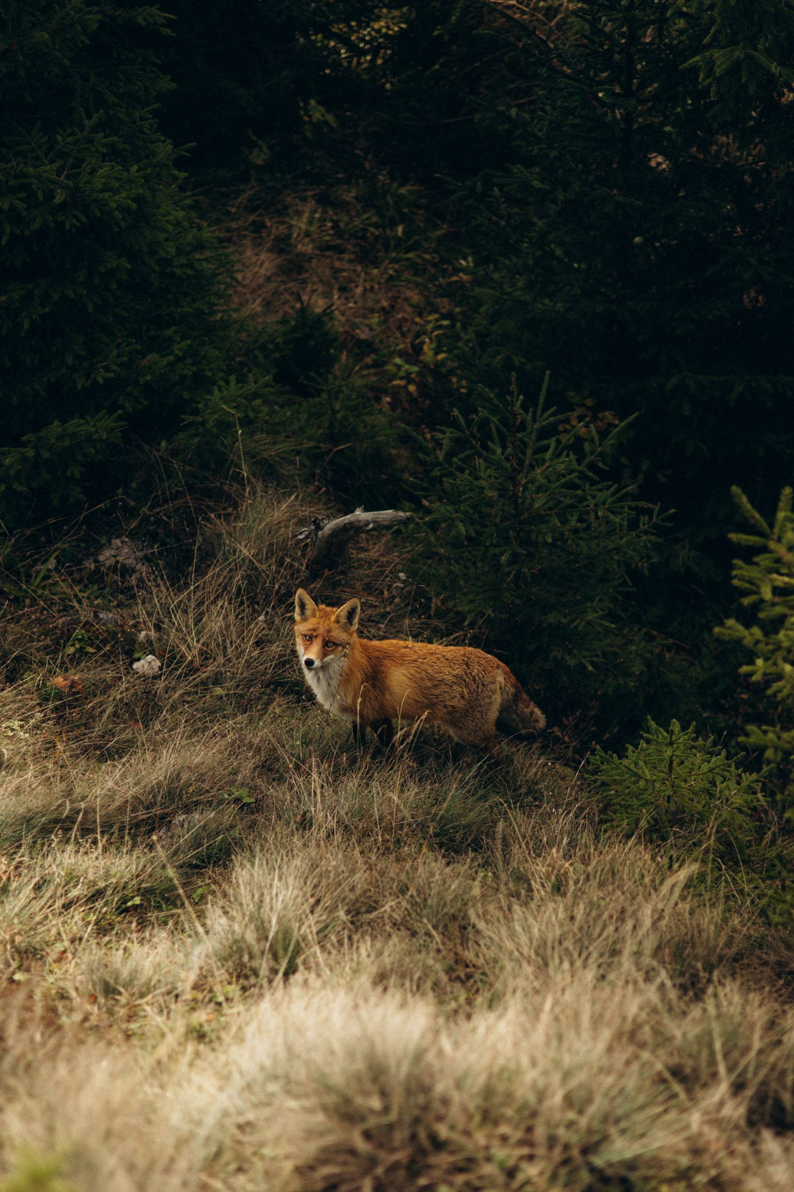 Red Fox Photos, Download The BEST Free Red Fox Stock Photos & HD Images