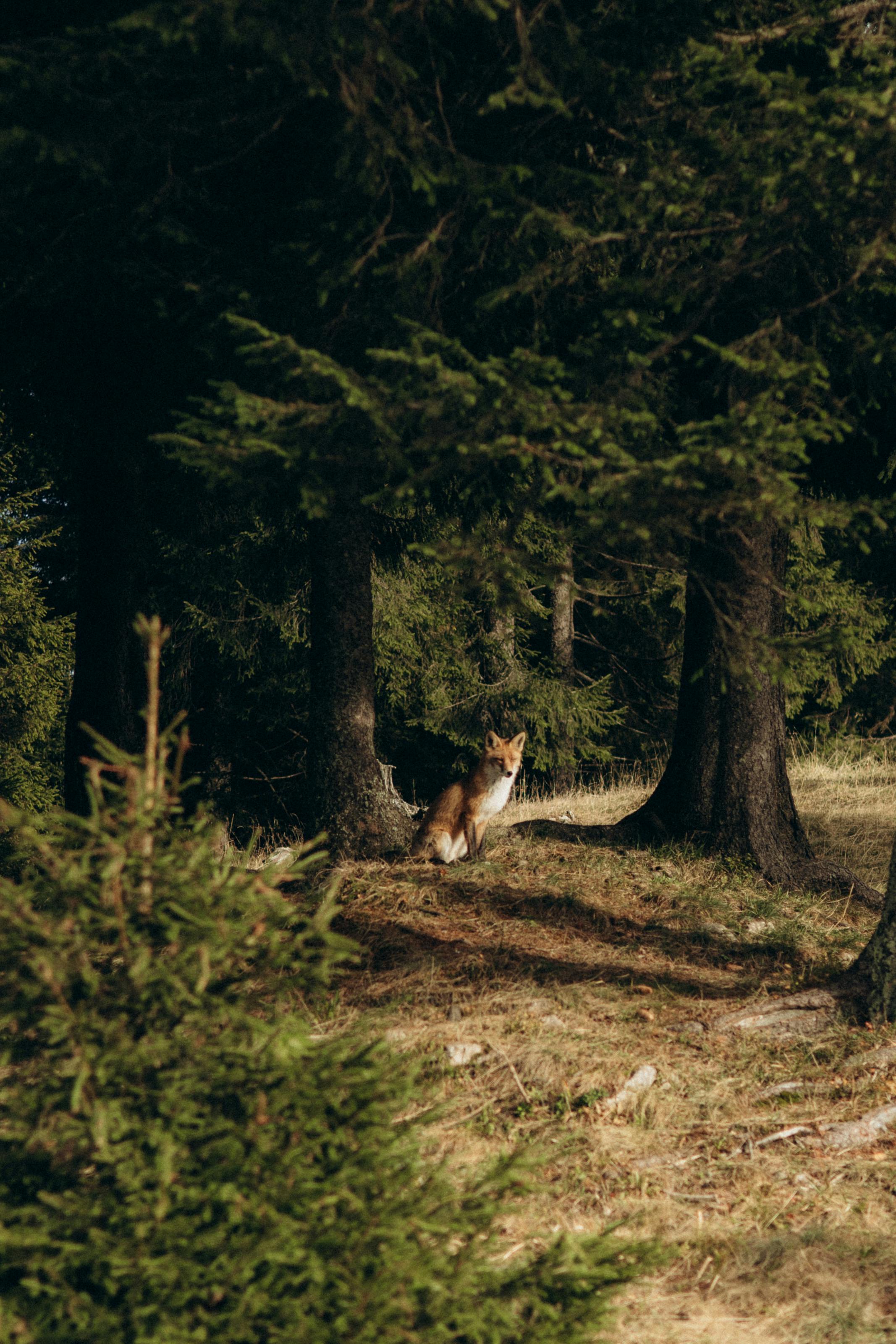Lone Wolf Among Evergreen Forest Trees · Free Stock Photo