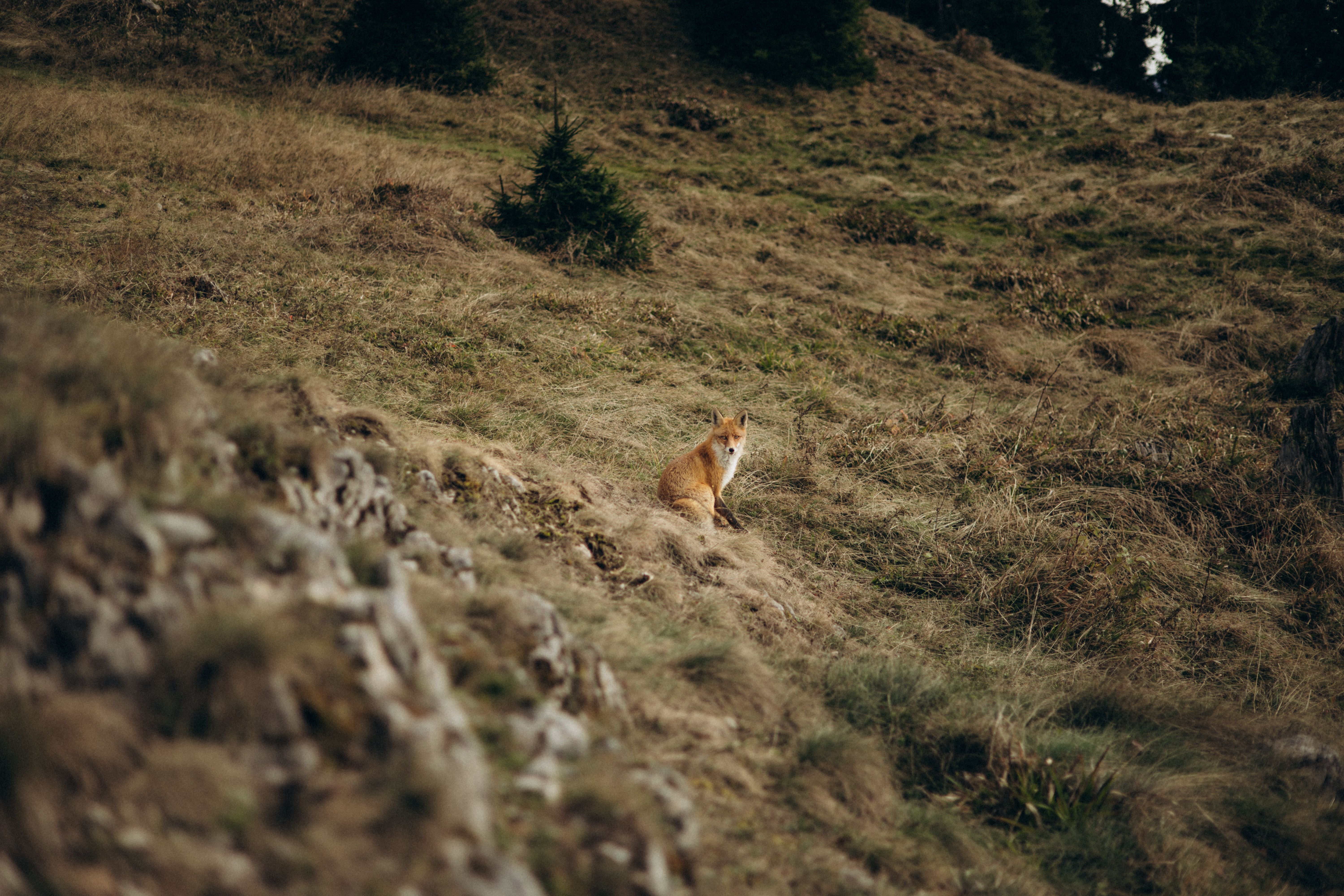 Solitary Red Fox in Autumn Mountain Landscape · Free Stock Photo