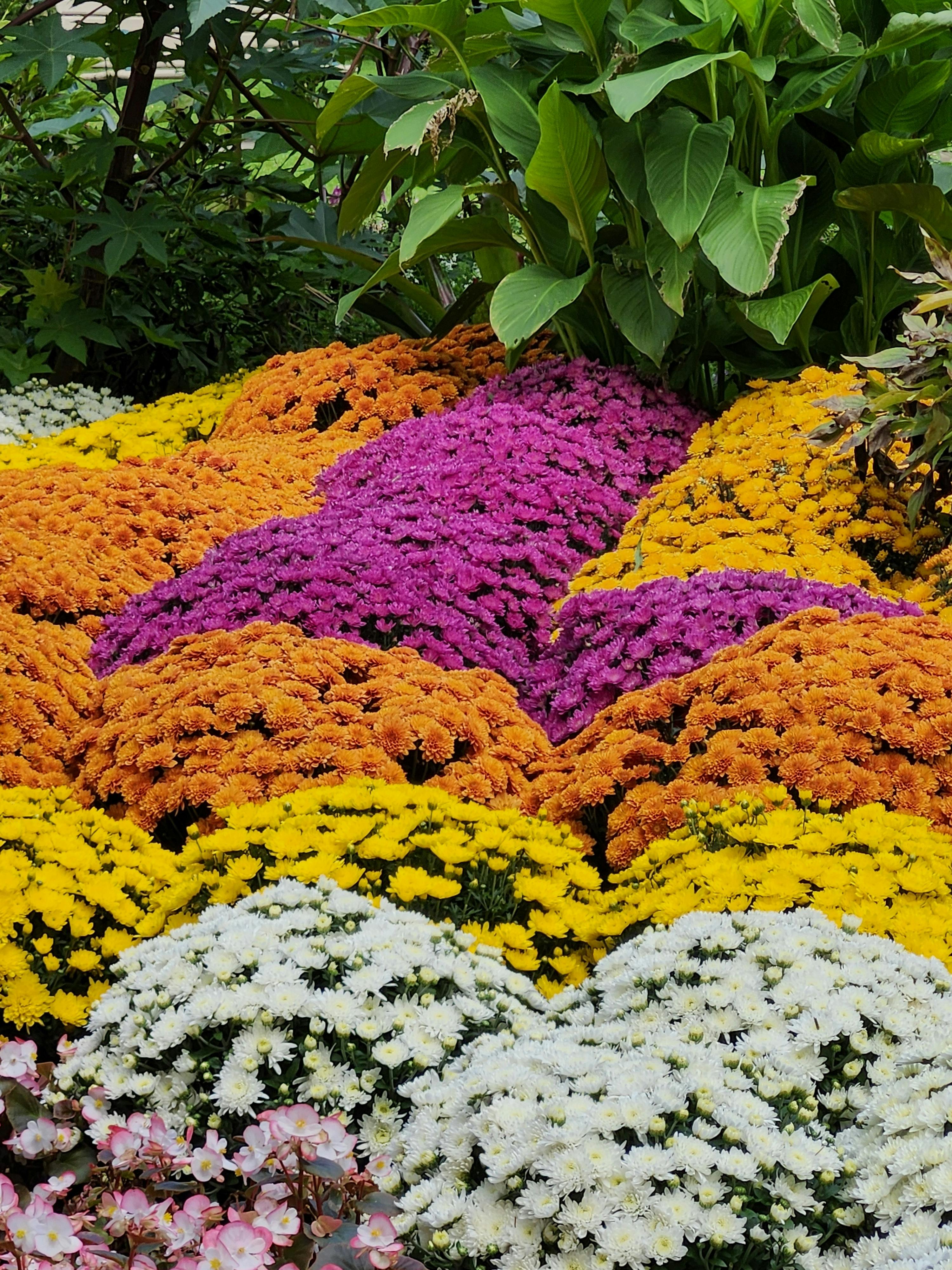 Fall Mums Photos, Download The BEST Free Fall Mums Stock Photos & HD Images
