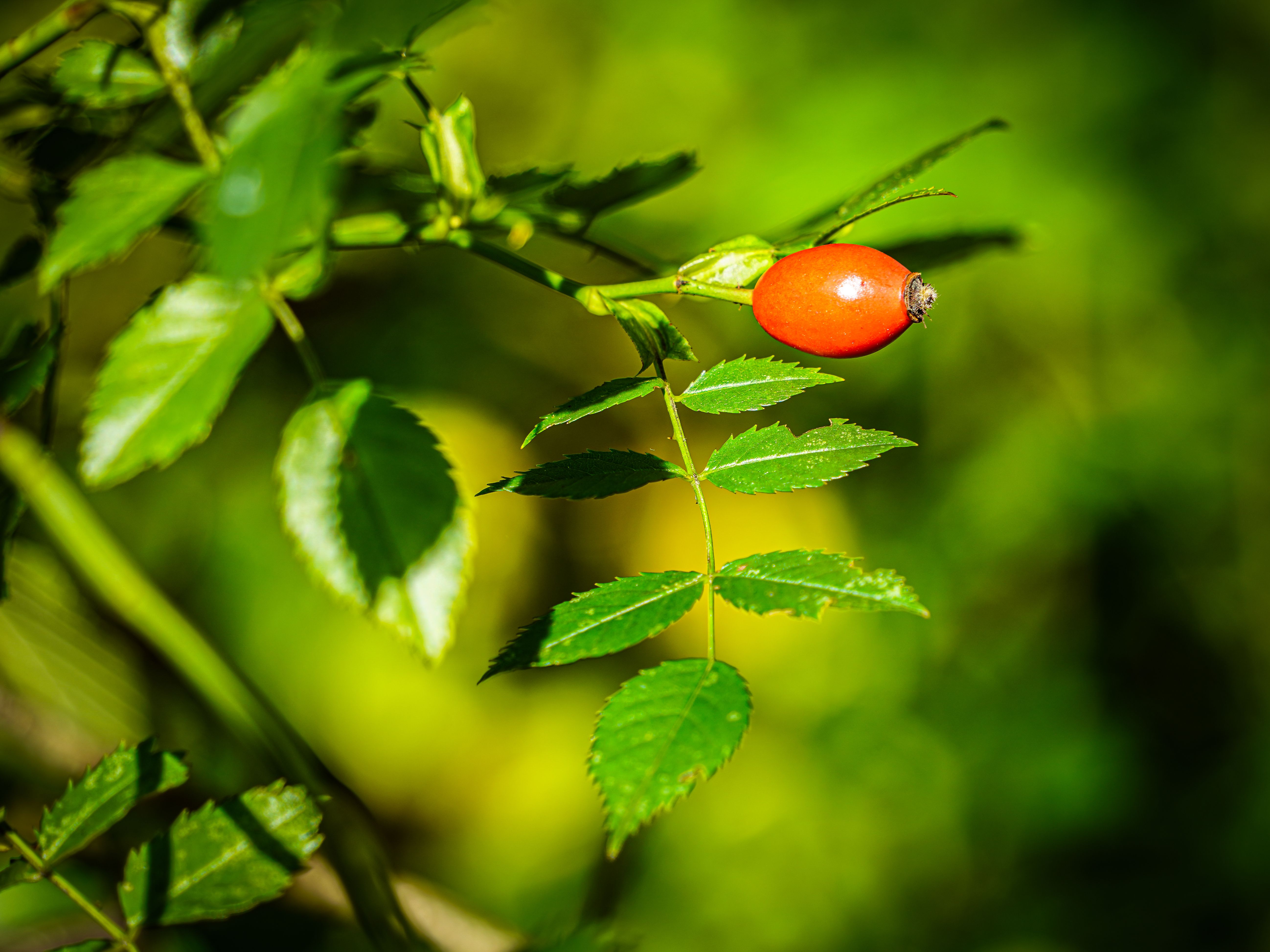 Close-Up of Vibrant Red Rosehip on Twig · Free Stock Photo