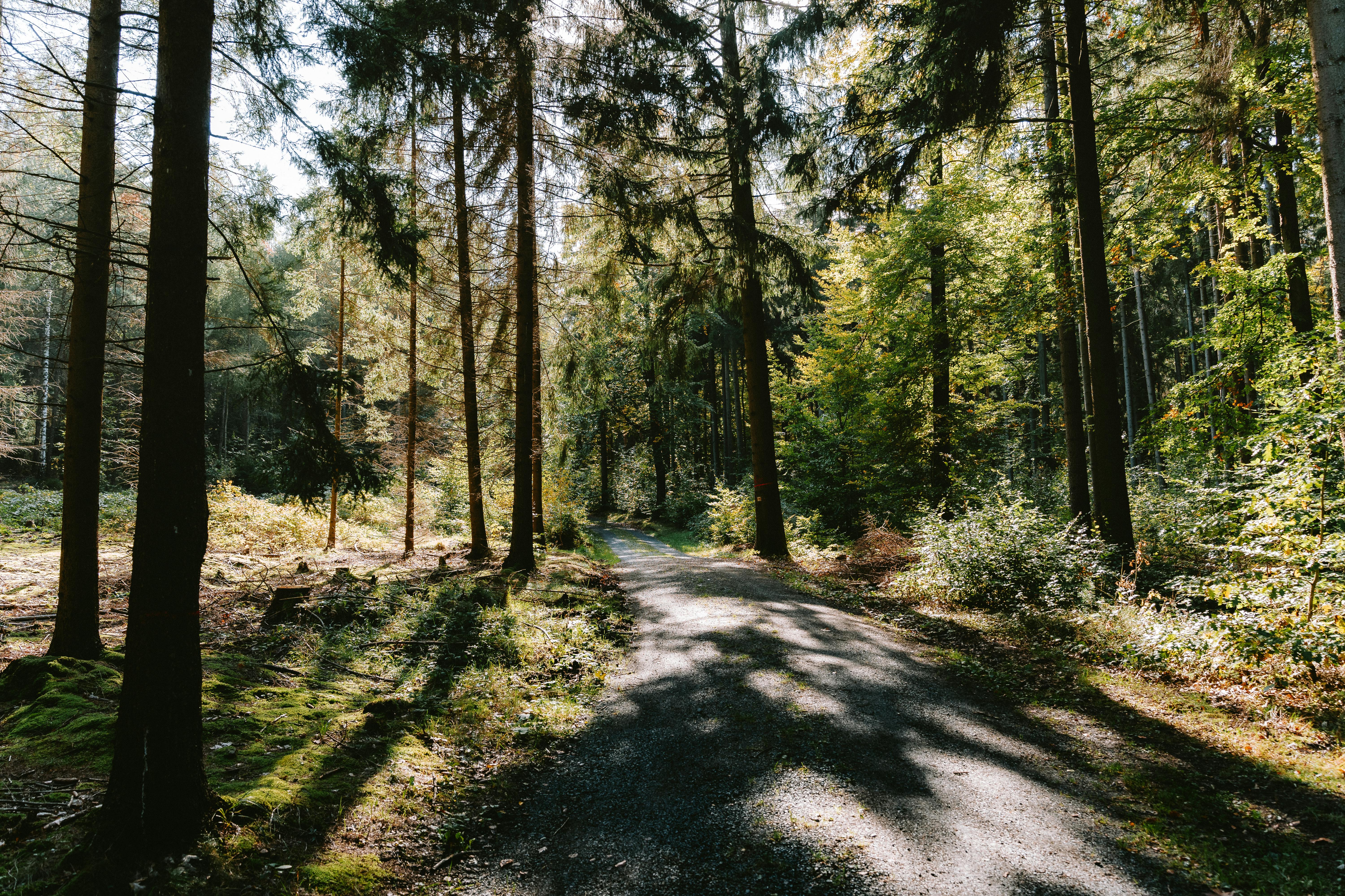Scenic Forest Path in Rosenthal-Bielatal, Germany · Free Stock Photo