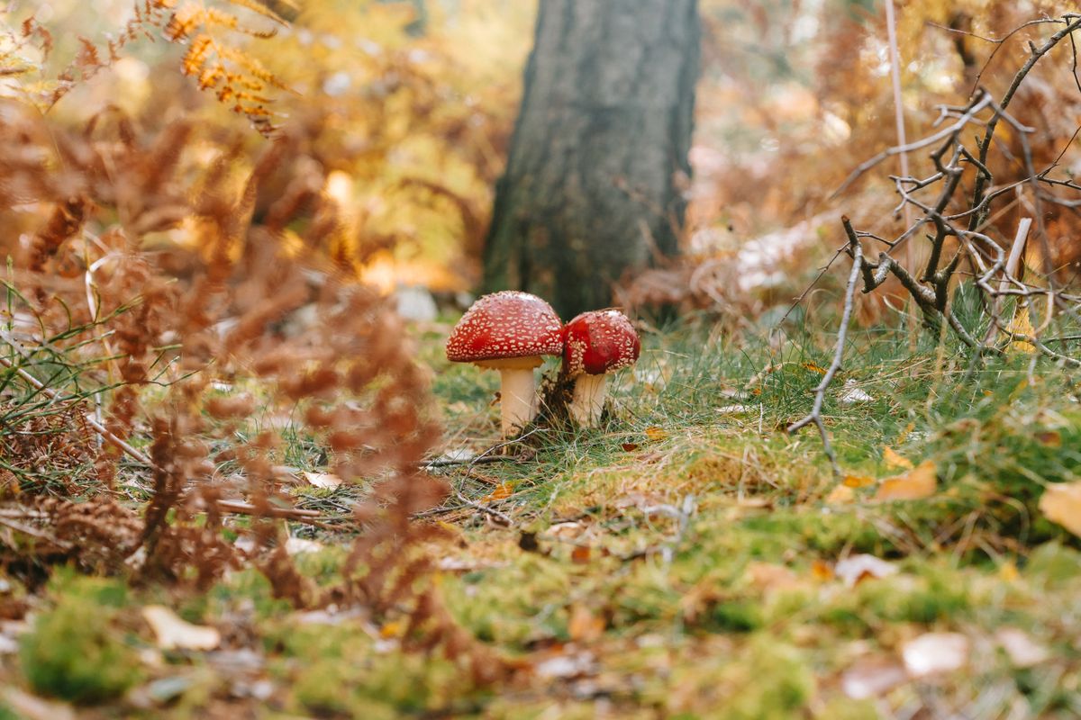 Deciduous Forest Photos, Download The BEST Free Deciduous Forest Stock ...