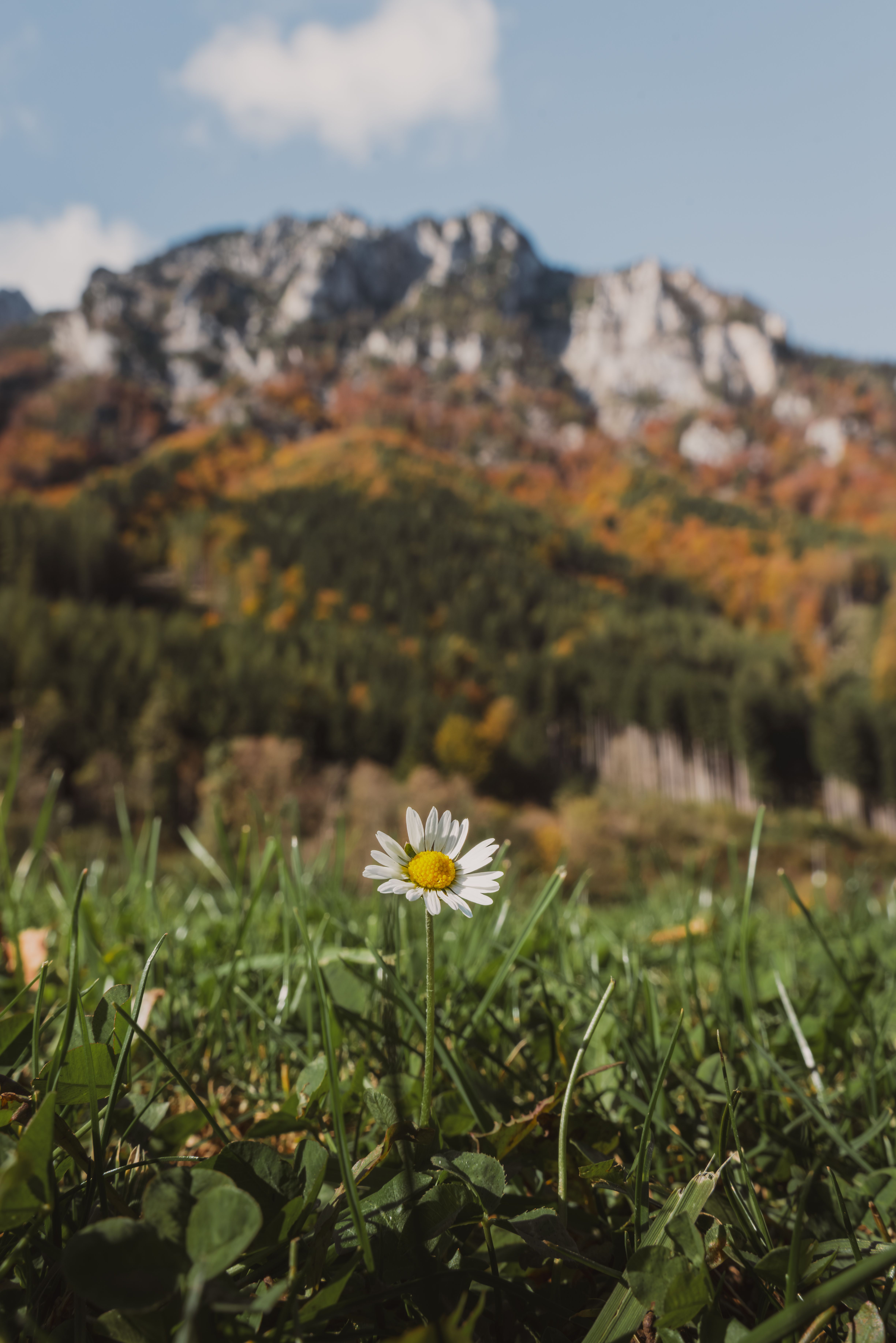 Daisy Bloom in Autumn Alpine Meadow · Free Stock Photo