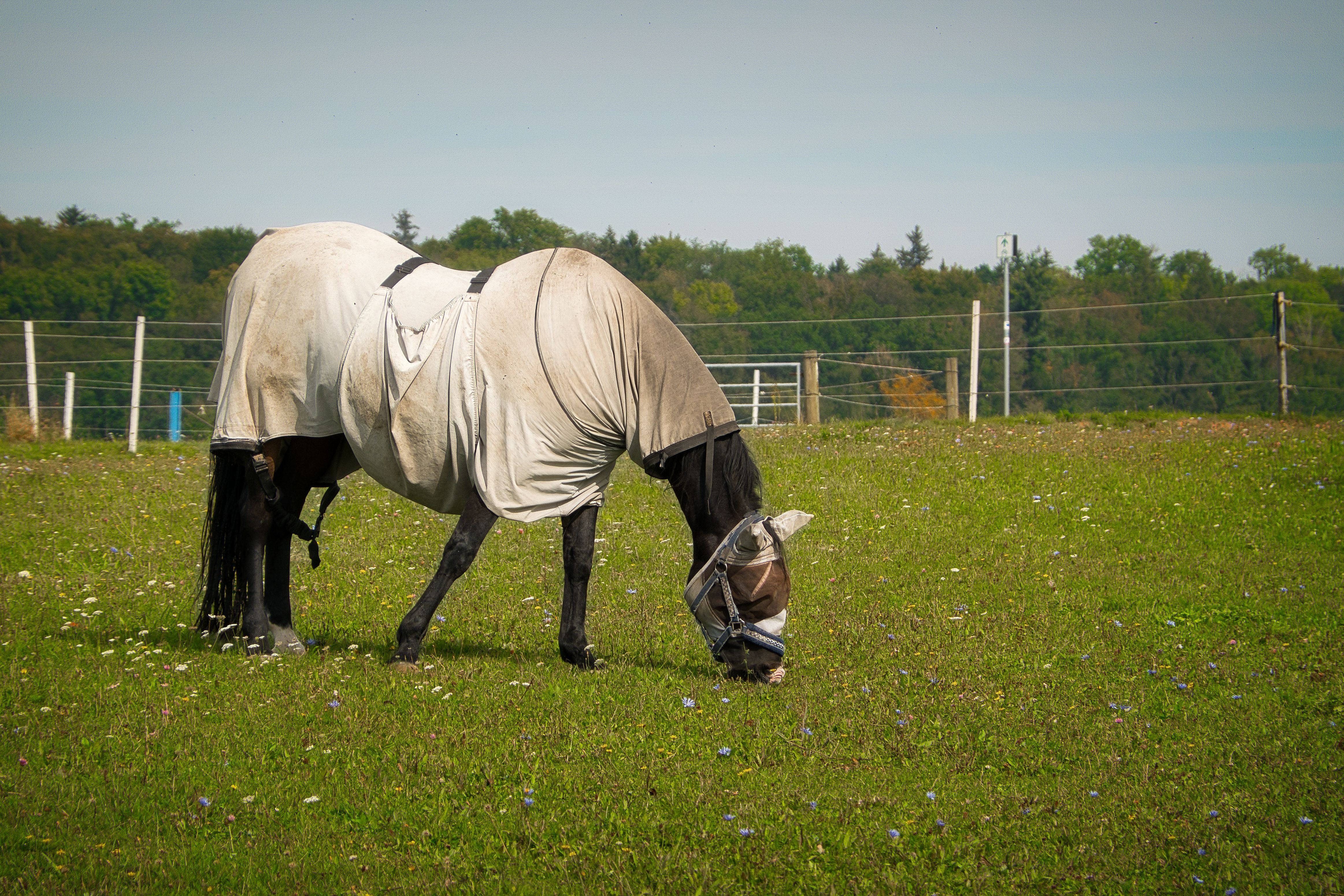 Horse Hound Photos, Download The BEST Free Horse Hound Stock Photos ...