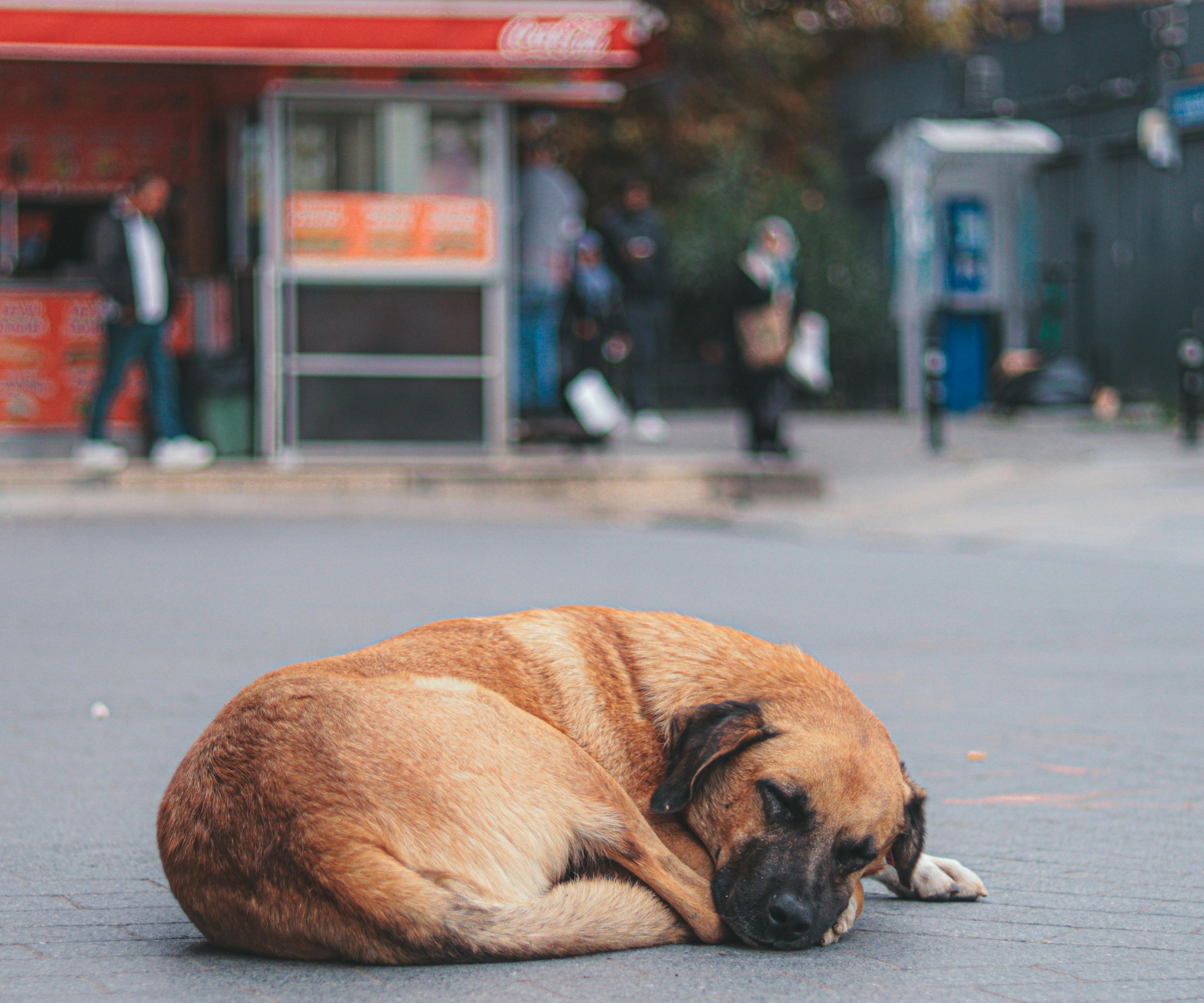 No Hour Dog Photos, Download The BEST Free No Hour Dog Stock Photos ...