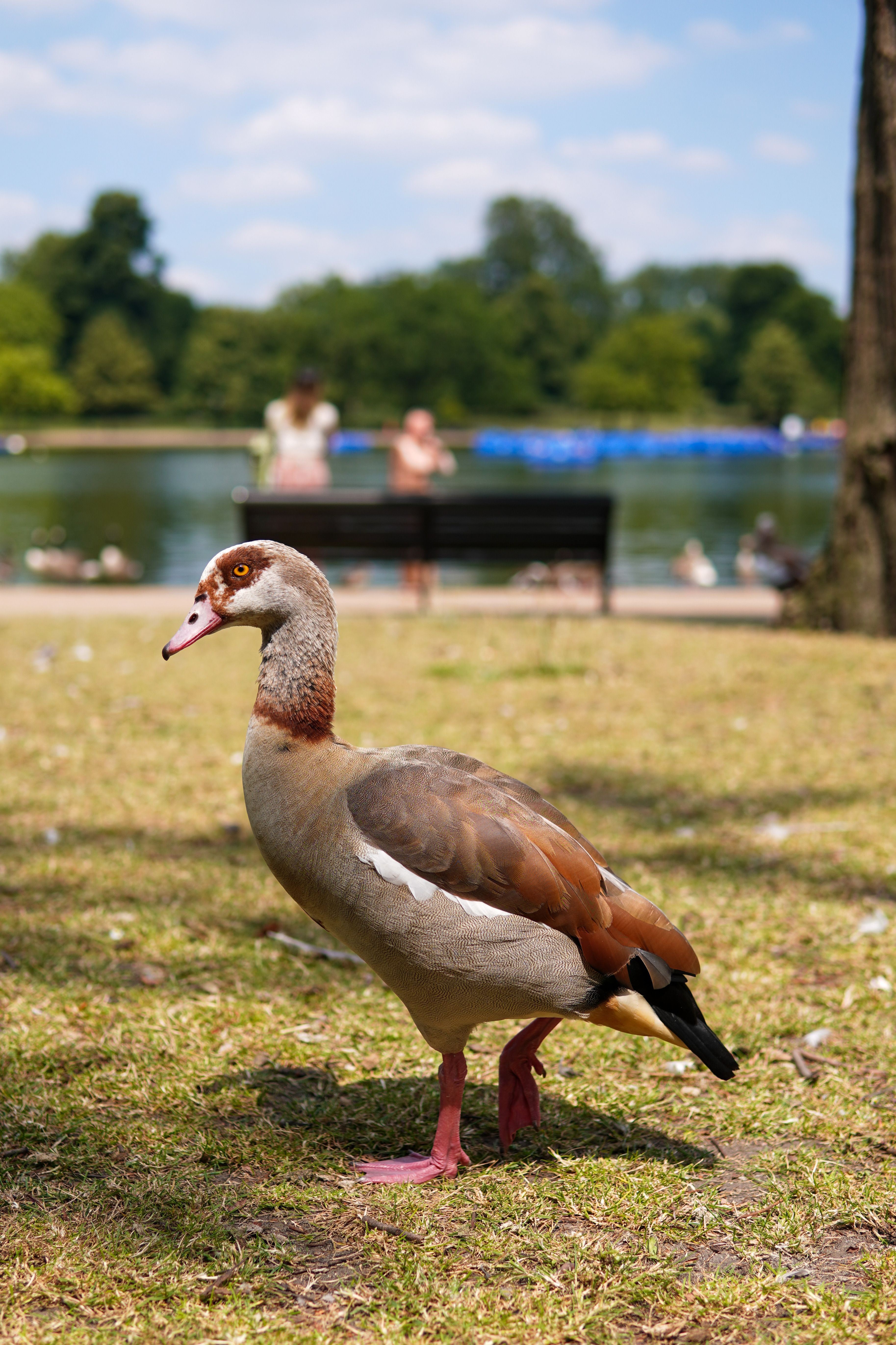 Goose' Photos, Download The BEST Free Goose' Stock Photos & HD Images