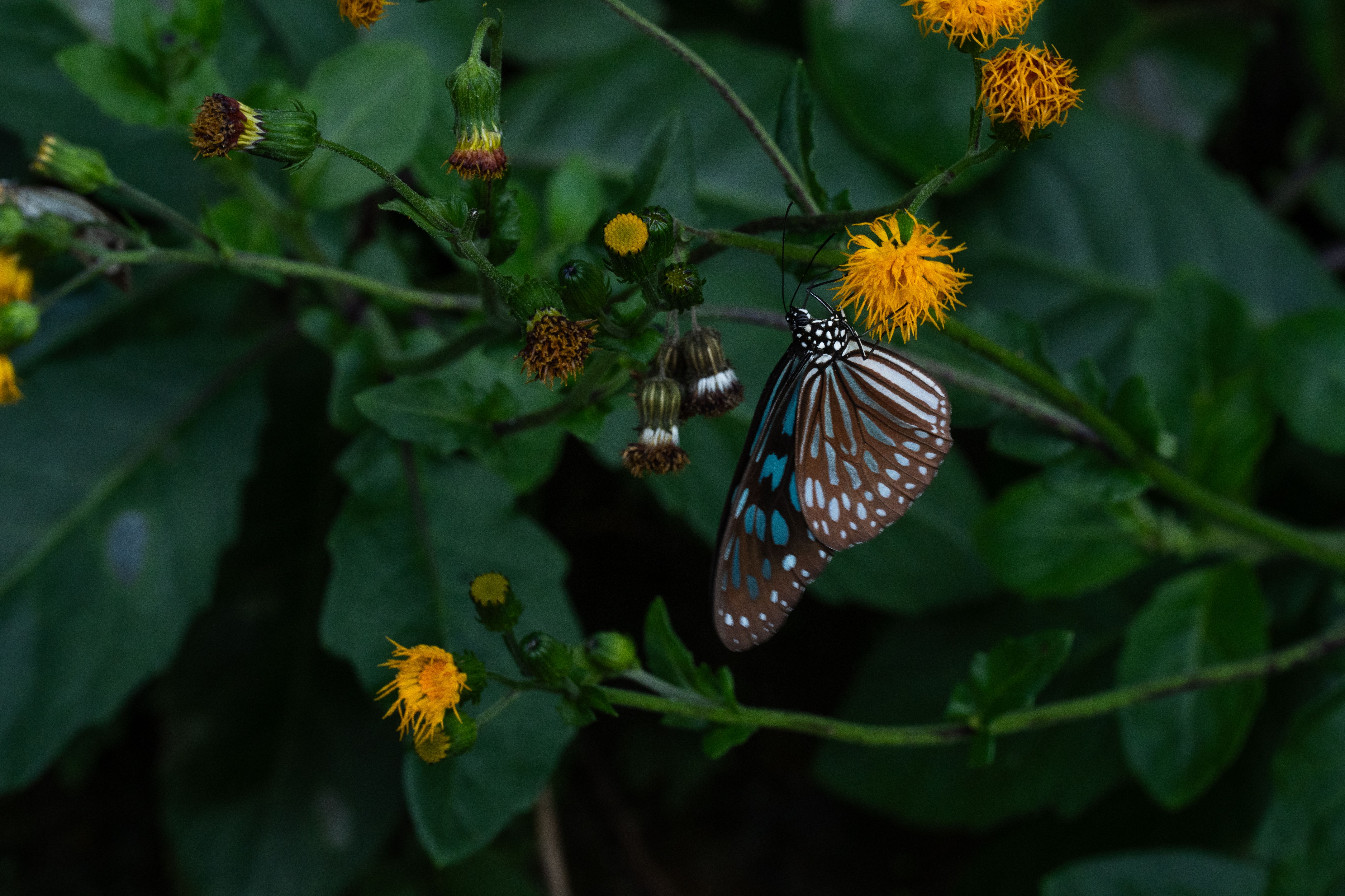 Turquoise Butterfly Wing Photos, Download The BEST Free Turquoise ...