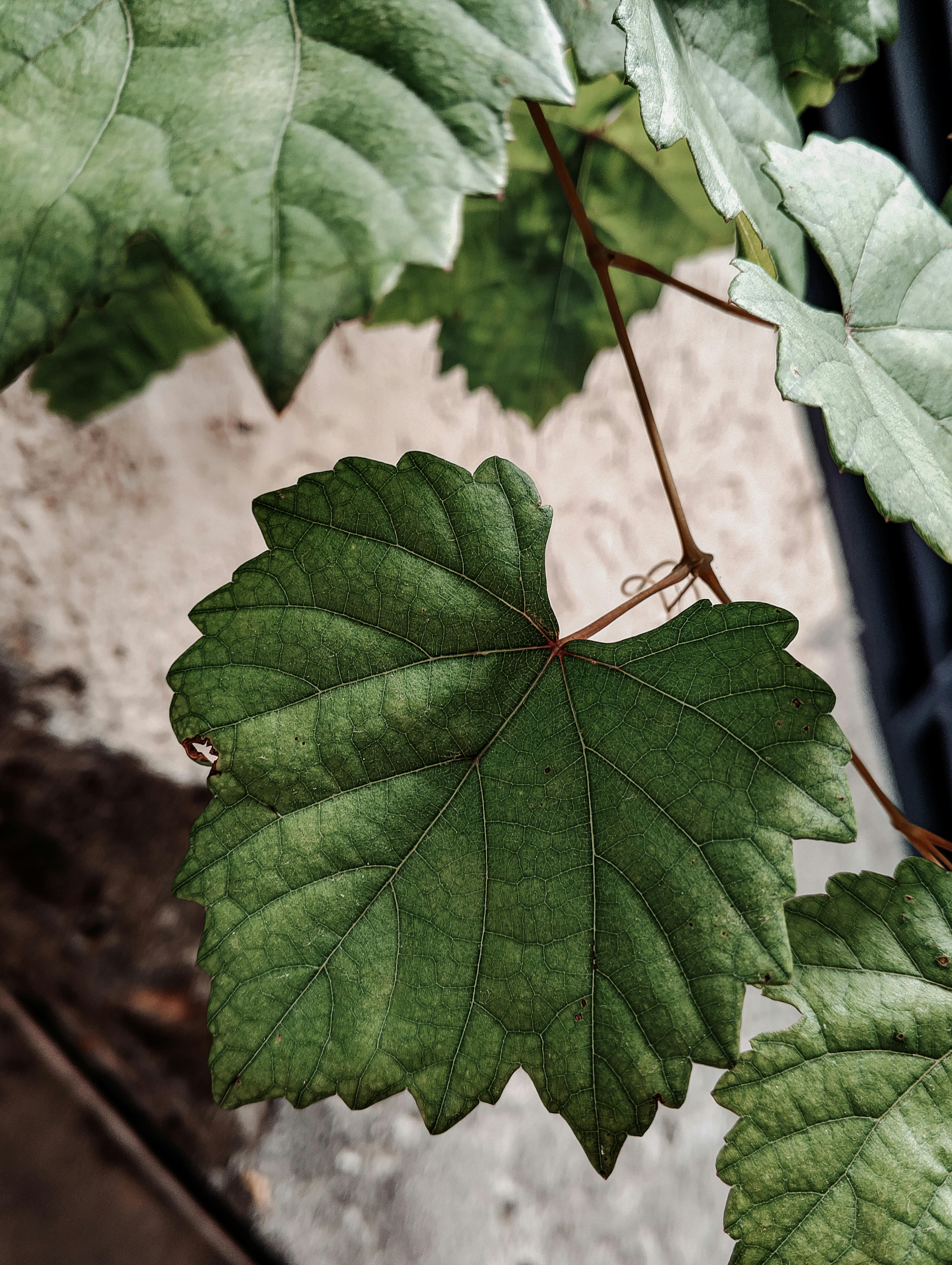 Close-Up of Green Grapevine Leaves Outdoors · Free Stock Photo
