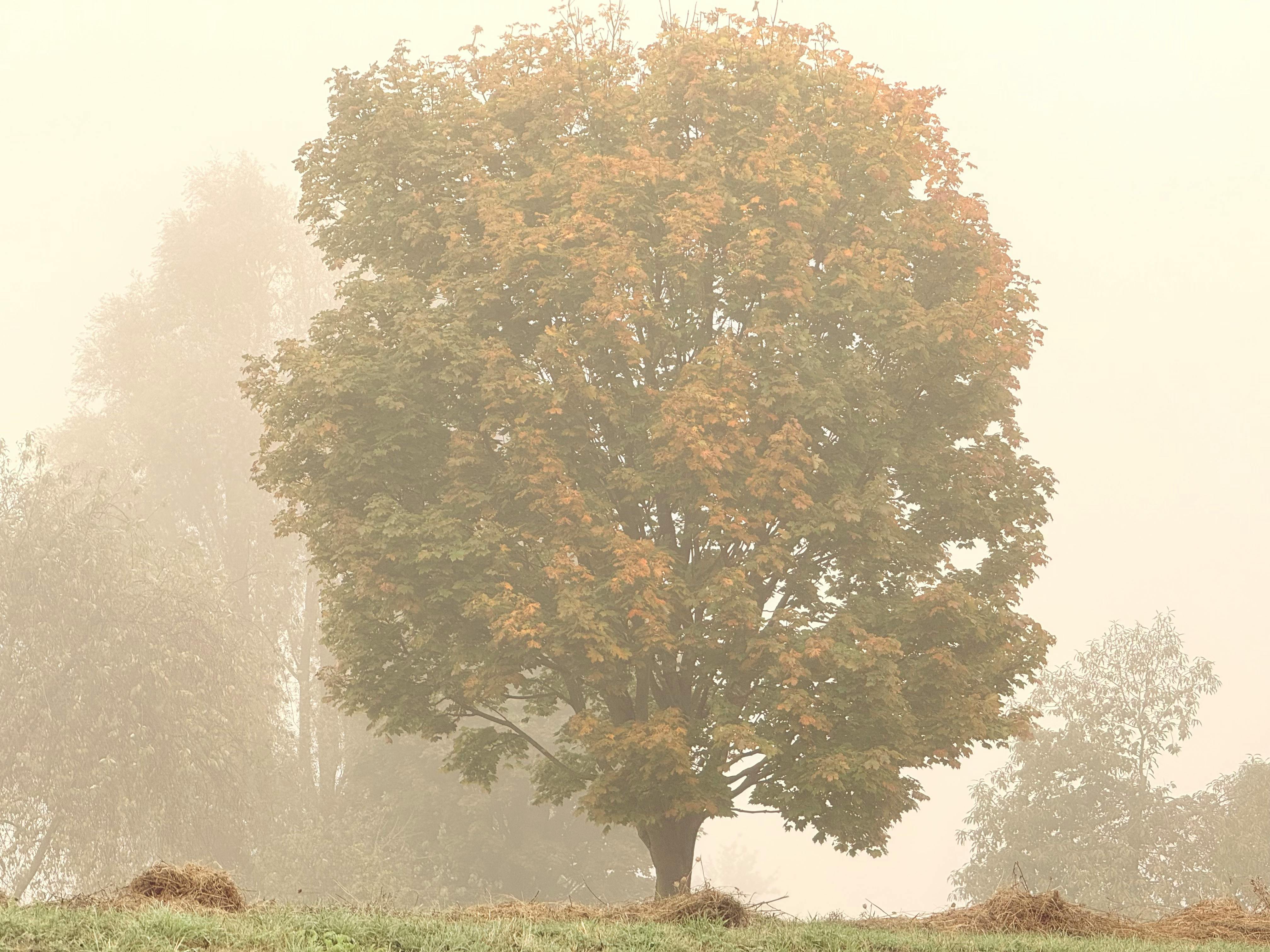 Misty Autumn Tree in Foggy Landscape · Free Stock Photo