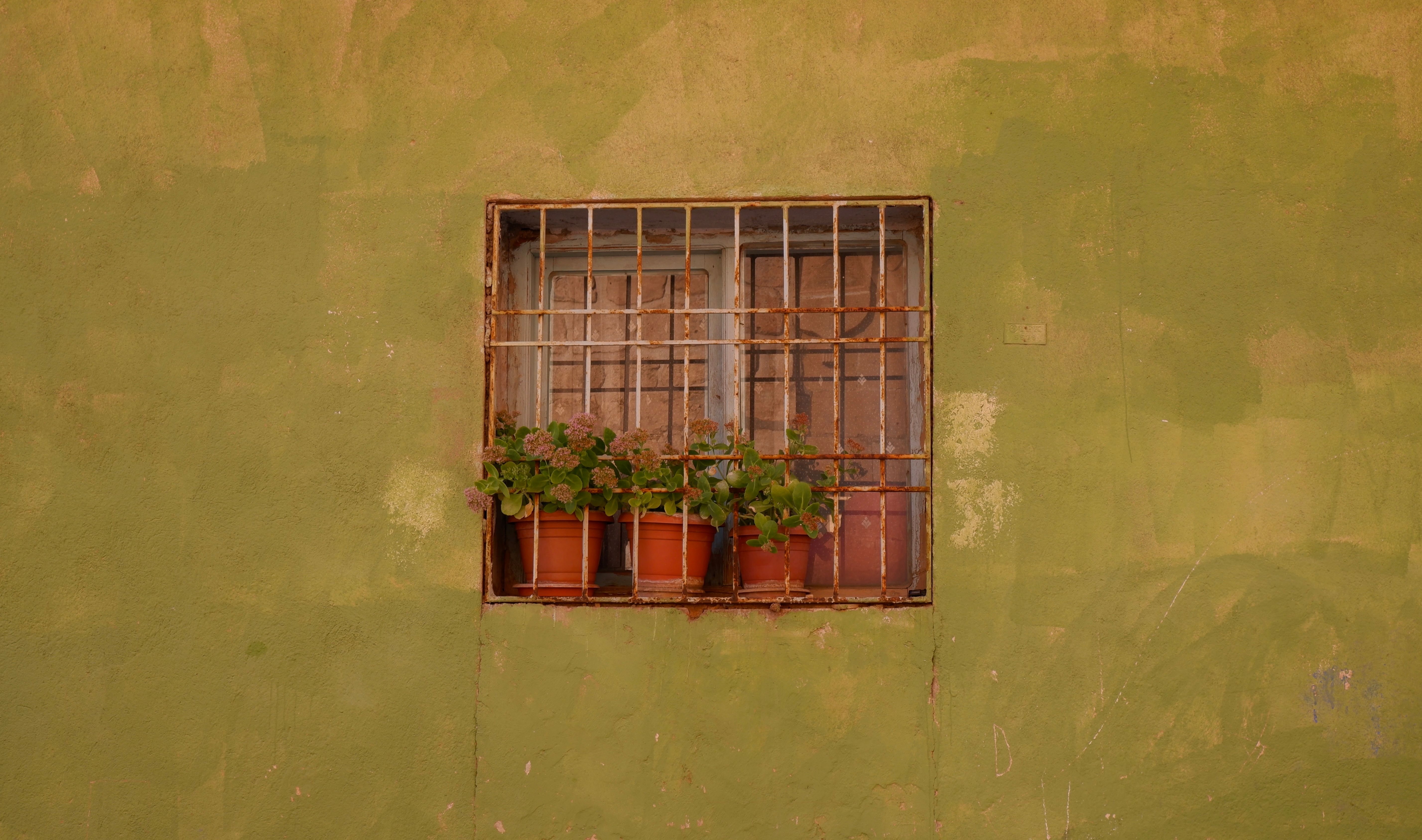 Rustic Window with Potted Plants and Green Wall · Free Stock Photo