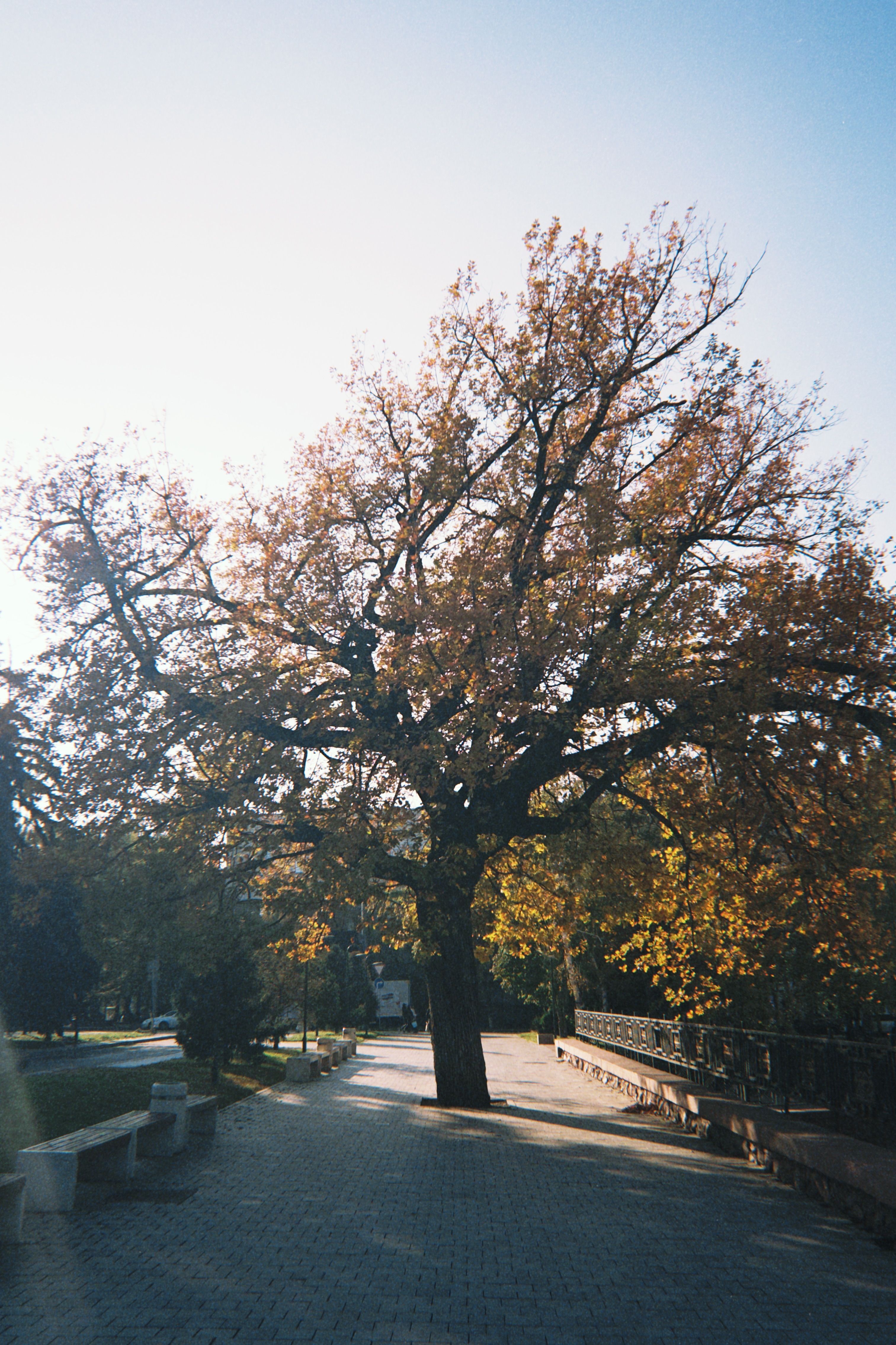 Scenic Autumn Pathway in Almaty, Kazakhstan · Free Stock Photo