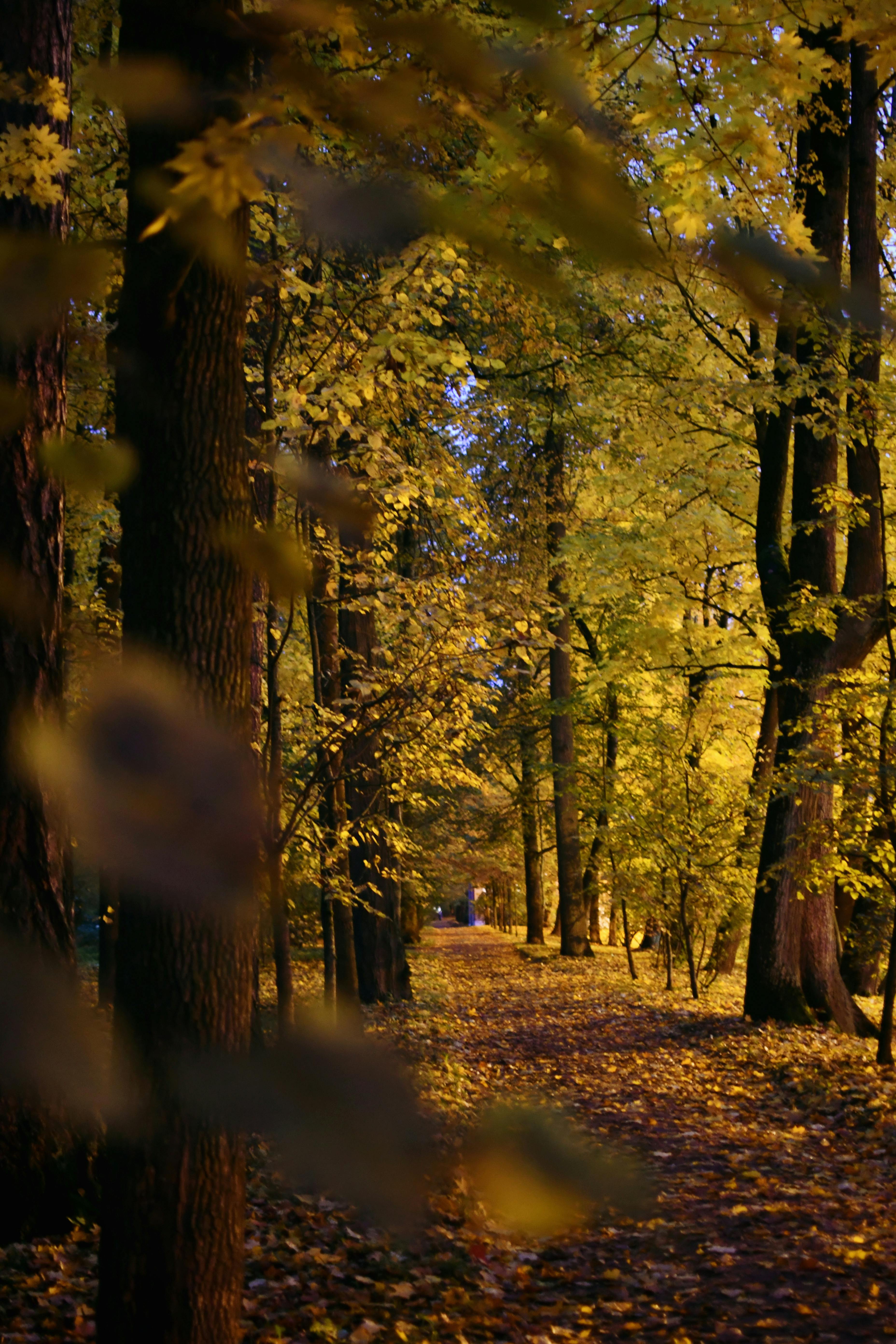 Enchanting Autumn Forest Pathway in Evening Light · Free Stock Photo