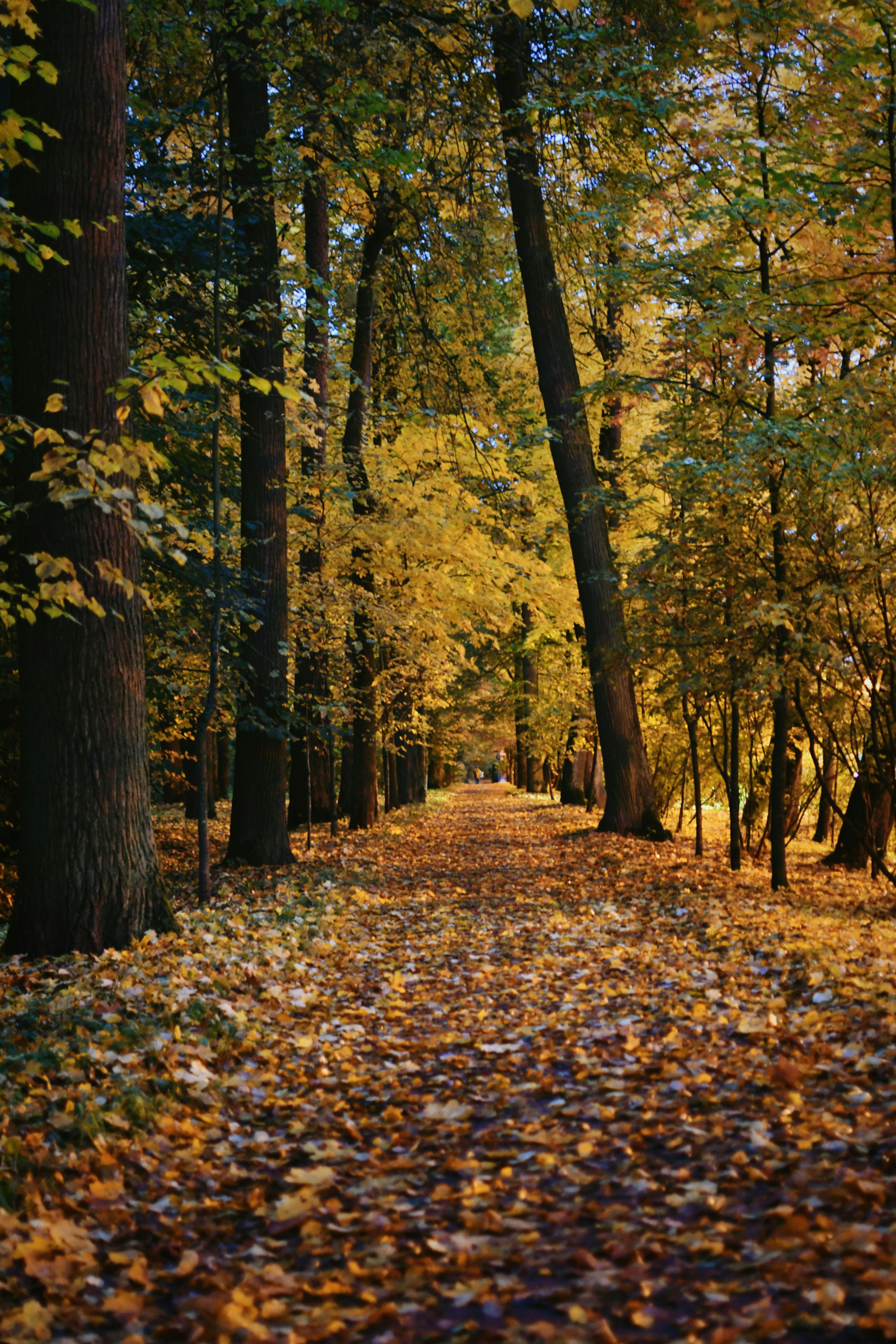 Picturesque Autumn Forest Pathway Scene · Free Stock Photo
