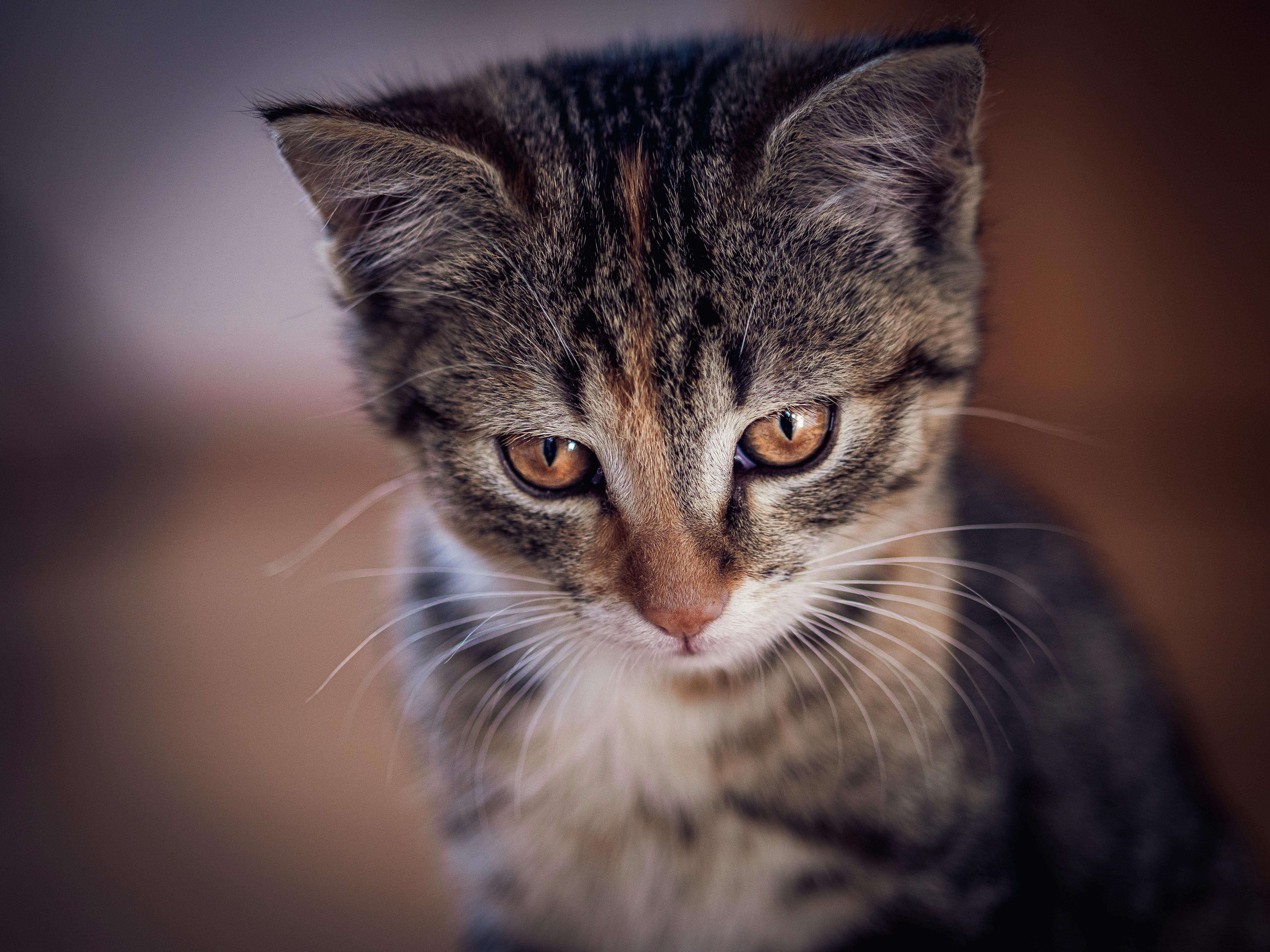 Close-up Portrait of a Pensive Kitten · Free Stock Photo