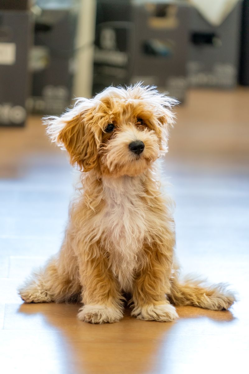 Maltipoo Dogs Photos, Download The BEST Free Maltipoo Dogs Stock Photos ...