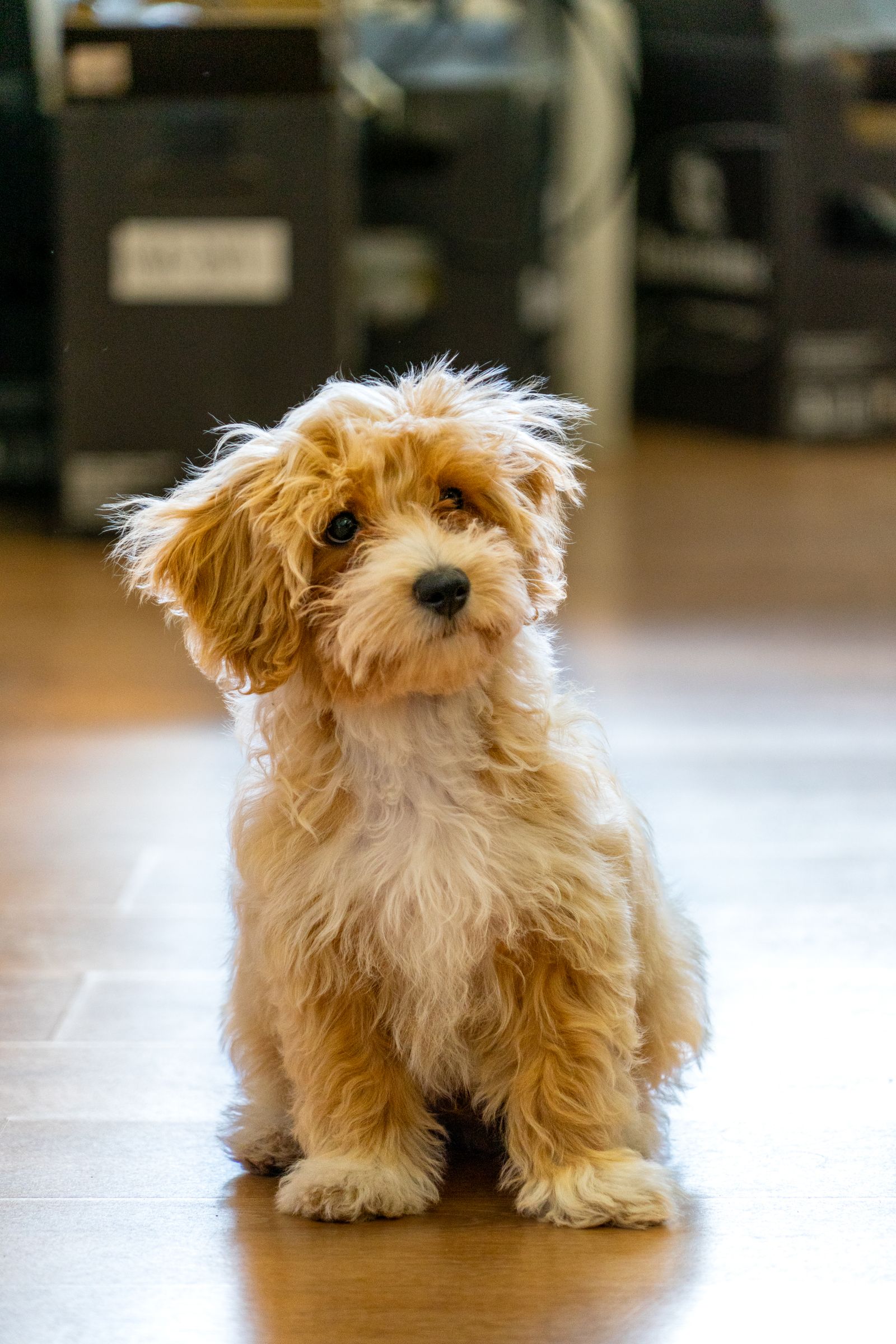 Puppy Photos, Download The BEST Free Puppy Stock Photos & HD Images