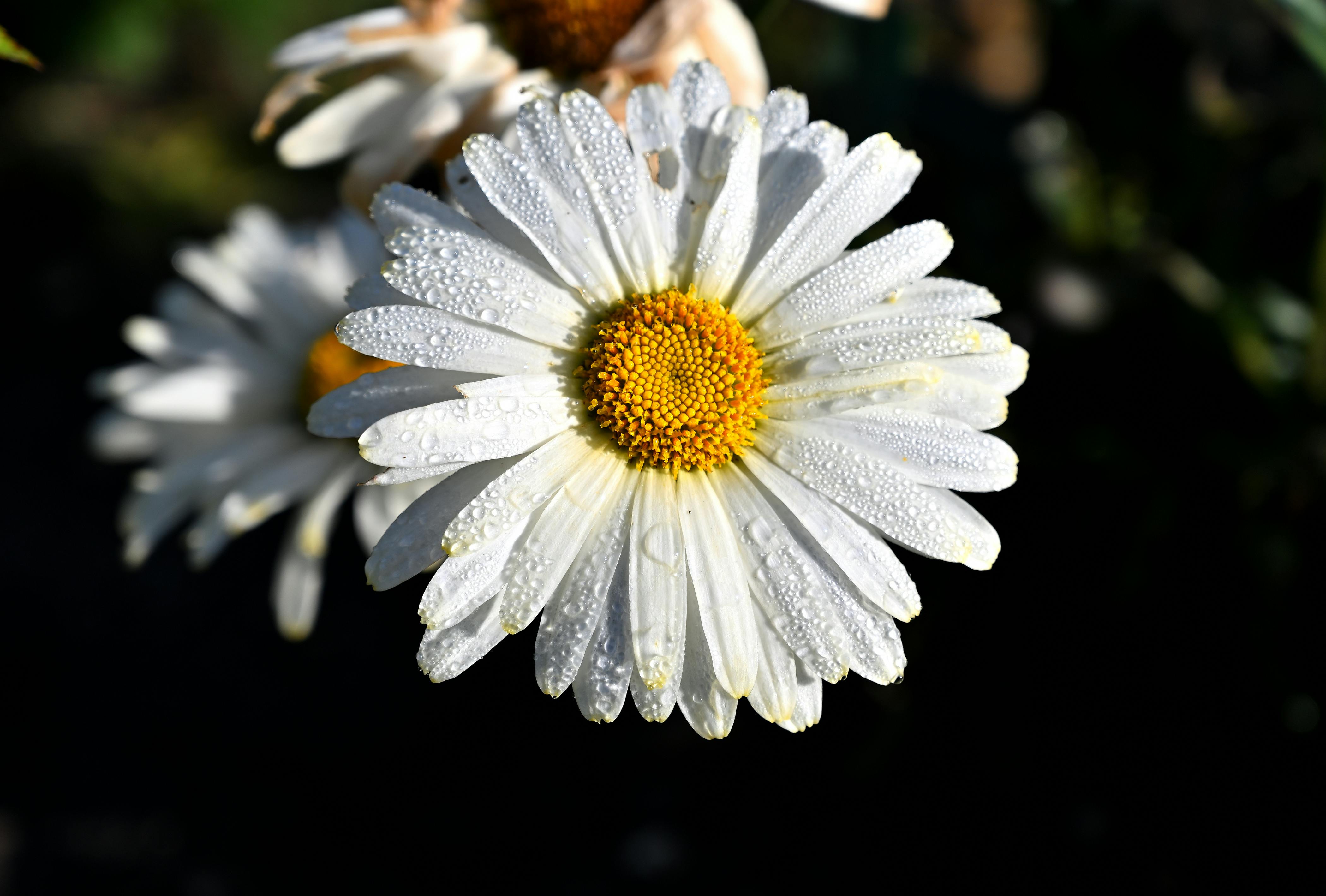 Flower Pure Photos, Download The BEST Free Flower Pure Stock Photos ...