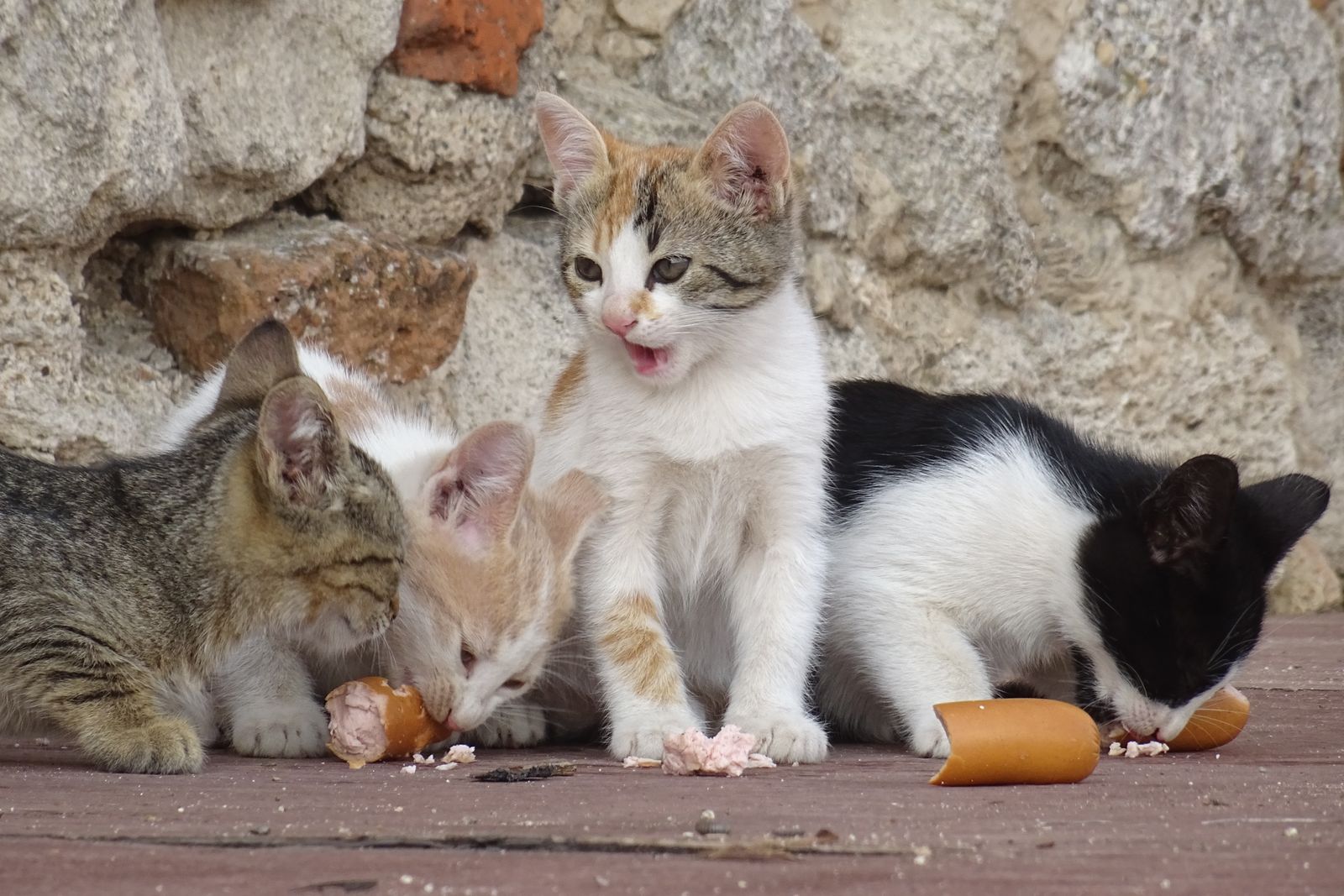 Pets Eating Photos Download The Best Free Pets Eating Stock Photos