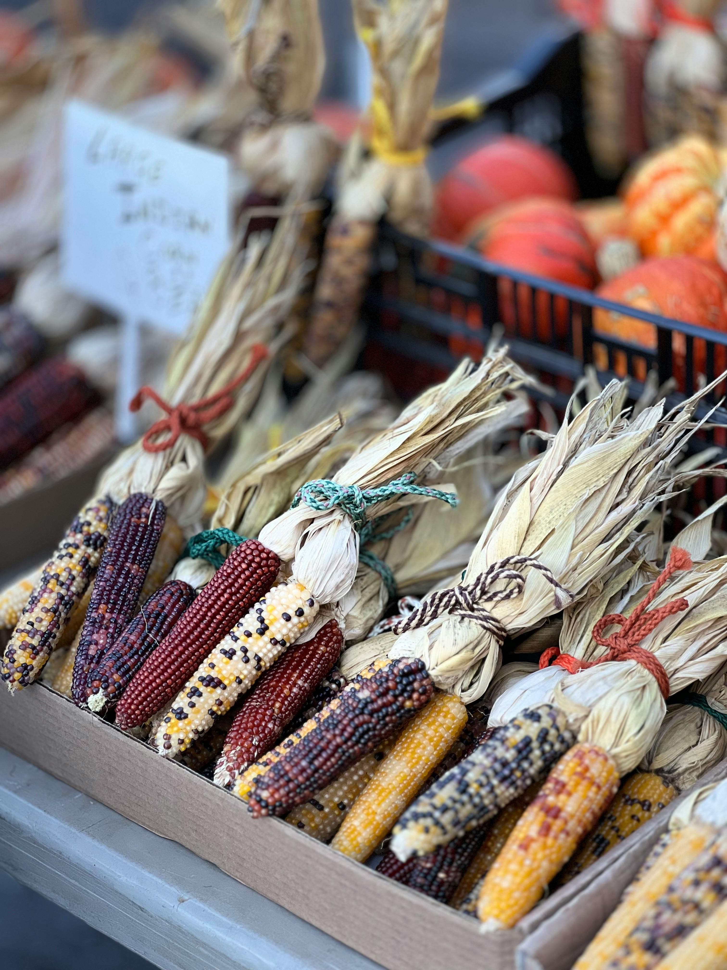 Colorful Indian Corn Stalks at Farmers Market · Free Stock Photo