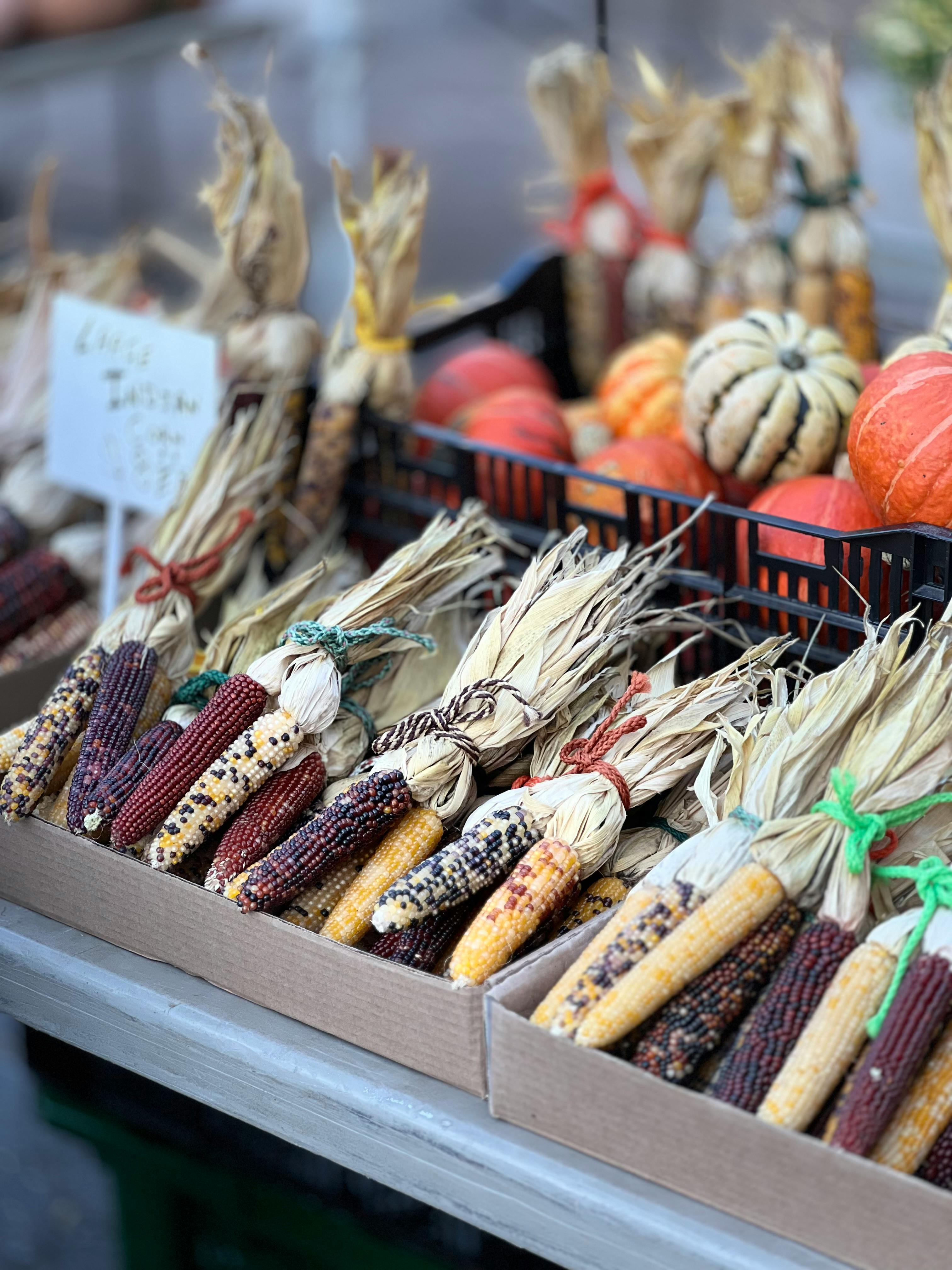Vibrant Autumn Display of Indian Corn and Gourds · Free Stock Photo