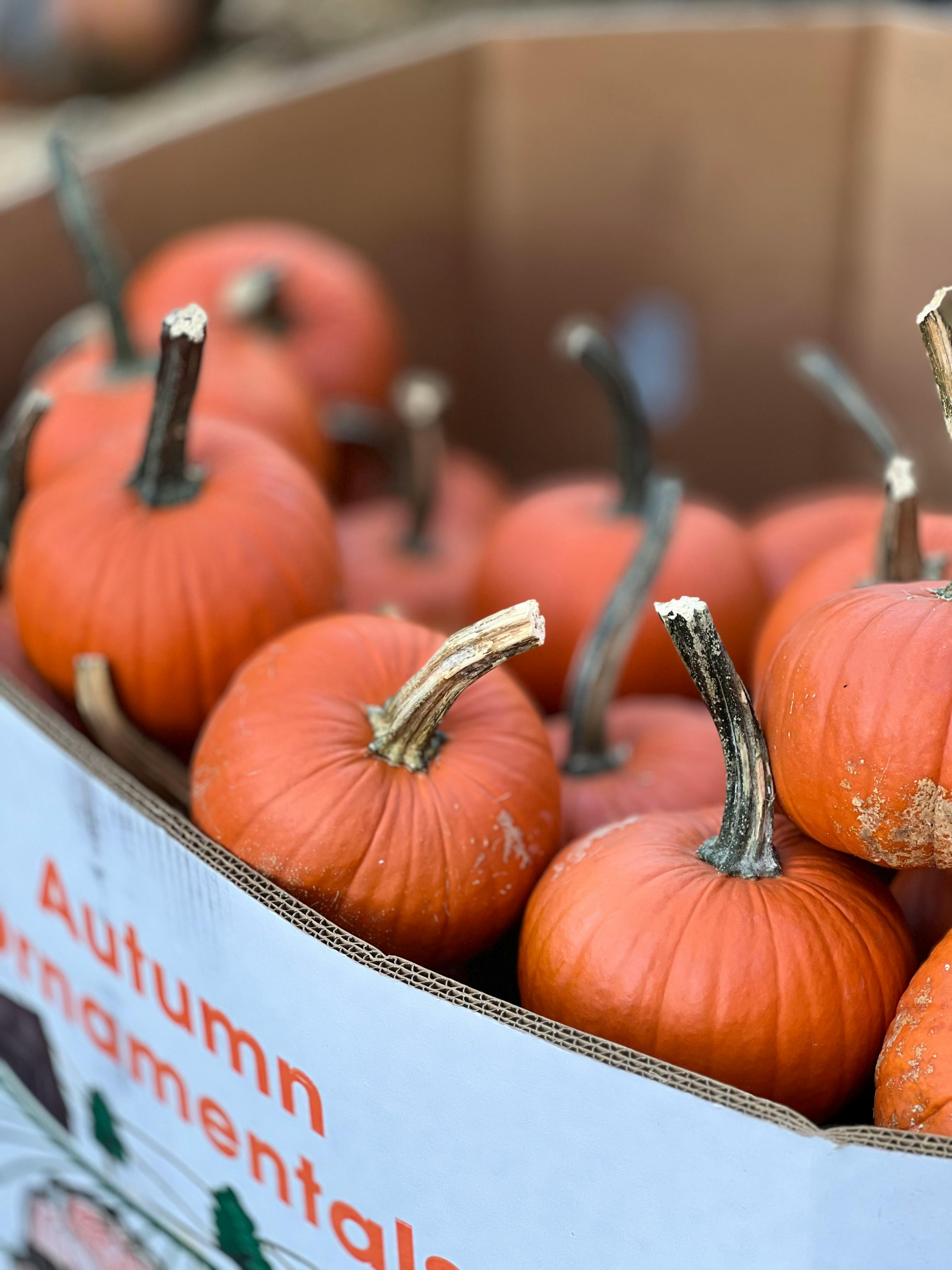 Labu Segar Yang Dipanen Dalam Kotak Karton · Foto Stok Gratis