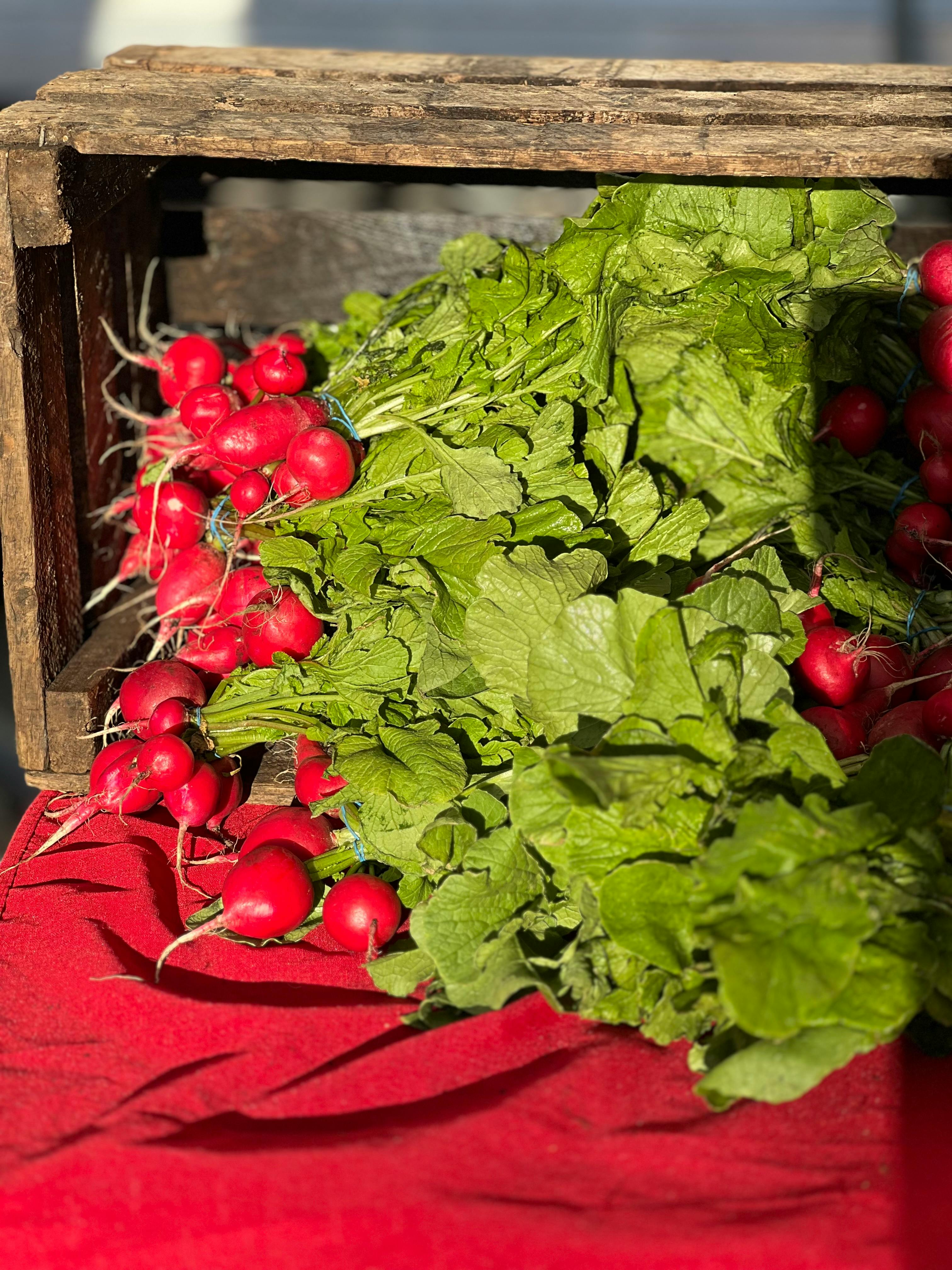 Person Holding A Red Radish Plant · Free Stock Photo