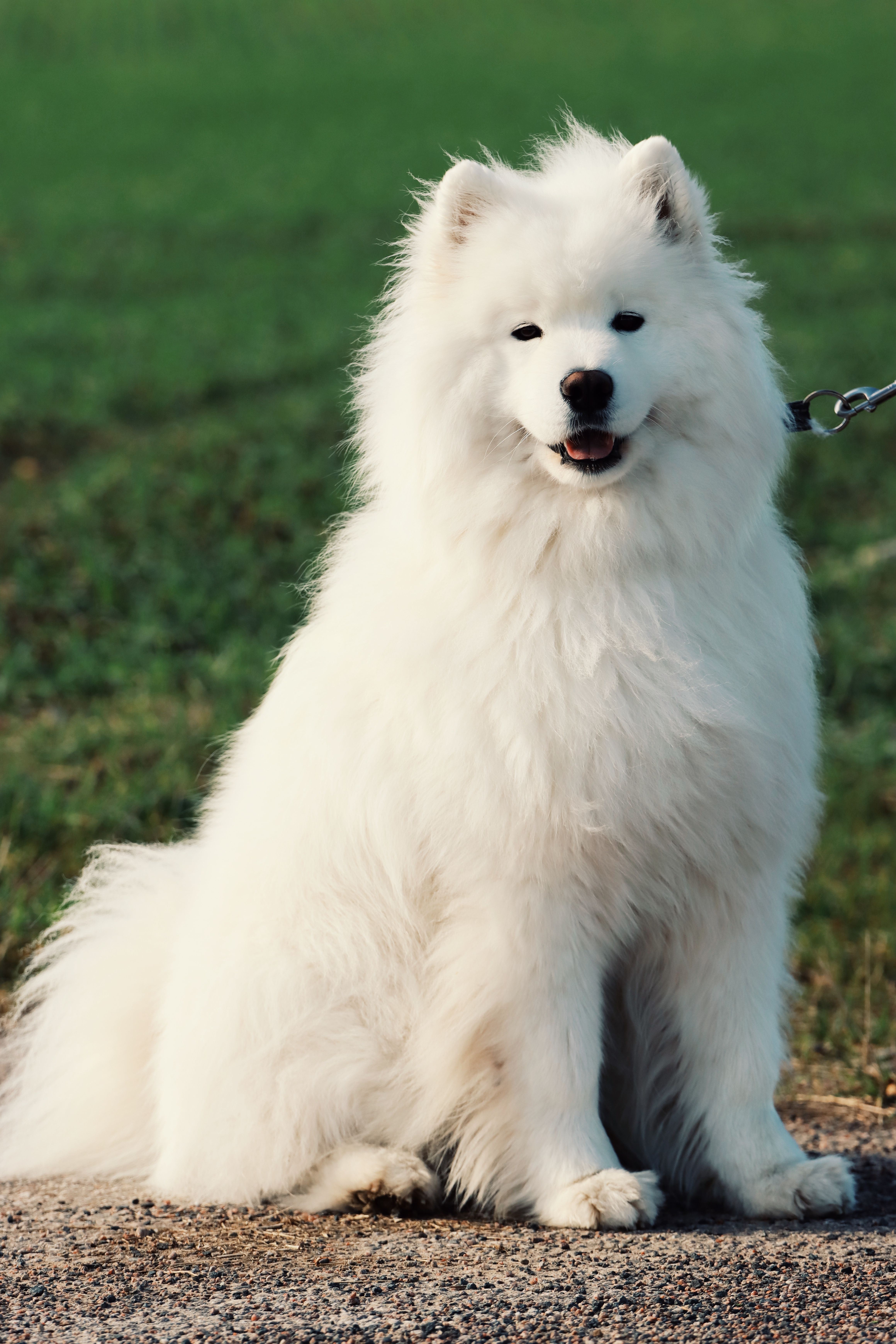 Charming Samoyed Dog Posing Outdoors in Sweden · Free Stock Photo