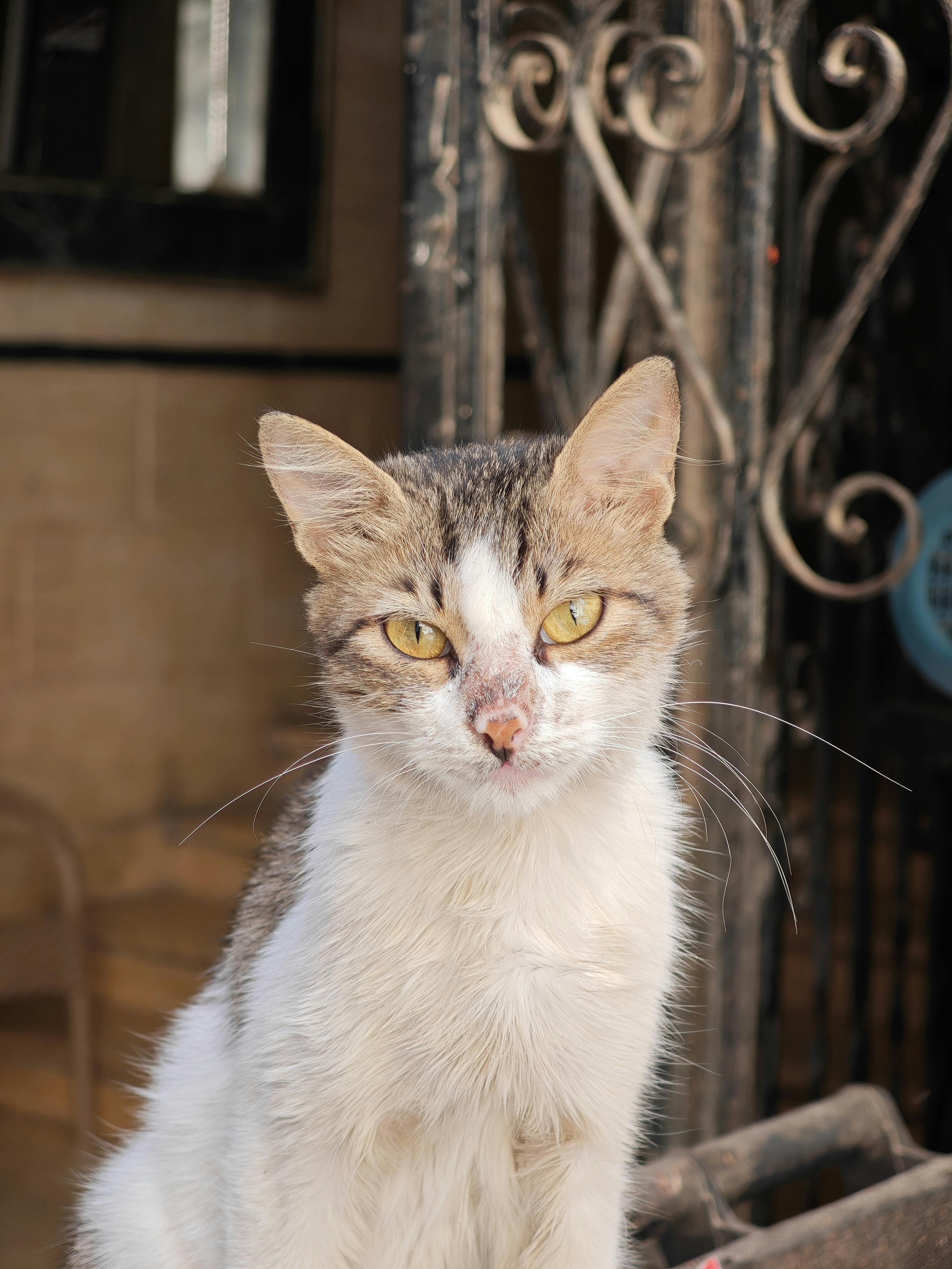 Portrait of a Stray Cat in Cairo · Free Stock Photo