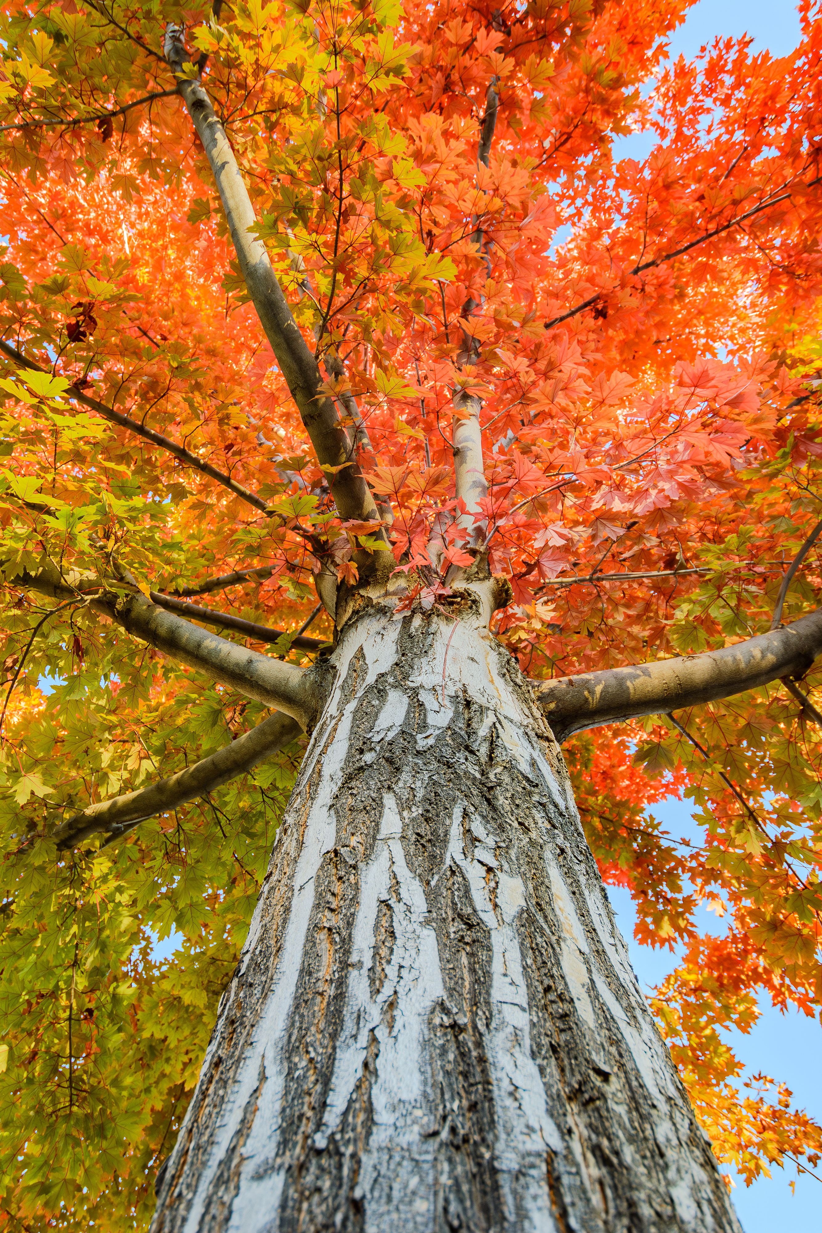 Herbstlicher Ahornbaum Mit Lebendigem Laub · Kostenloses Stock-Foto