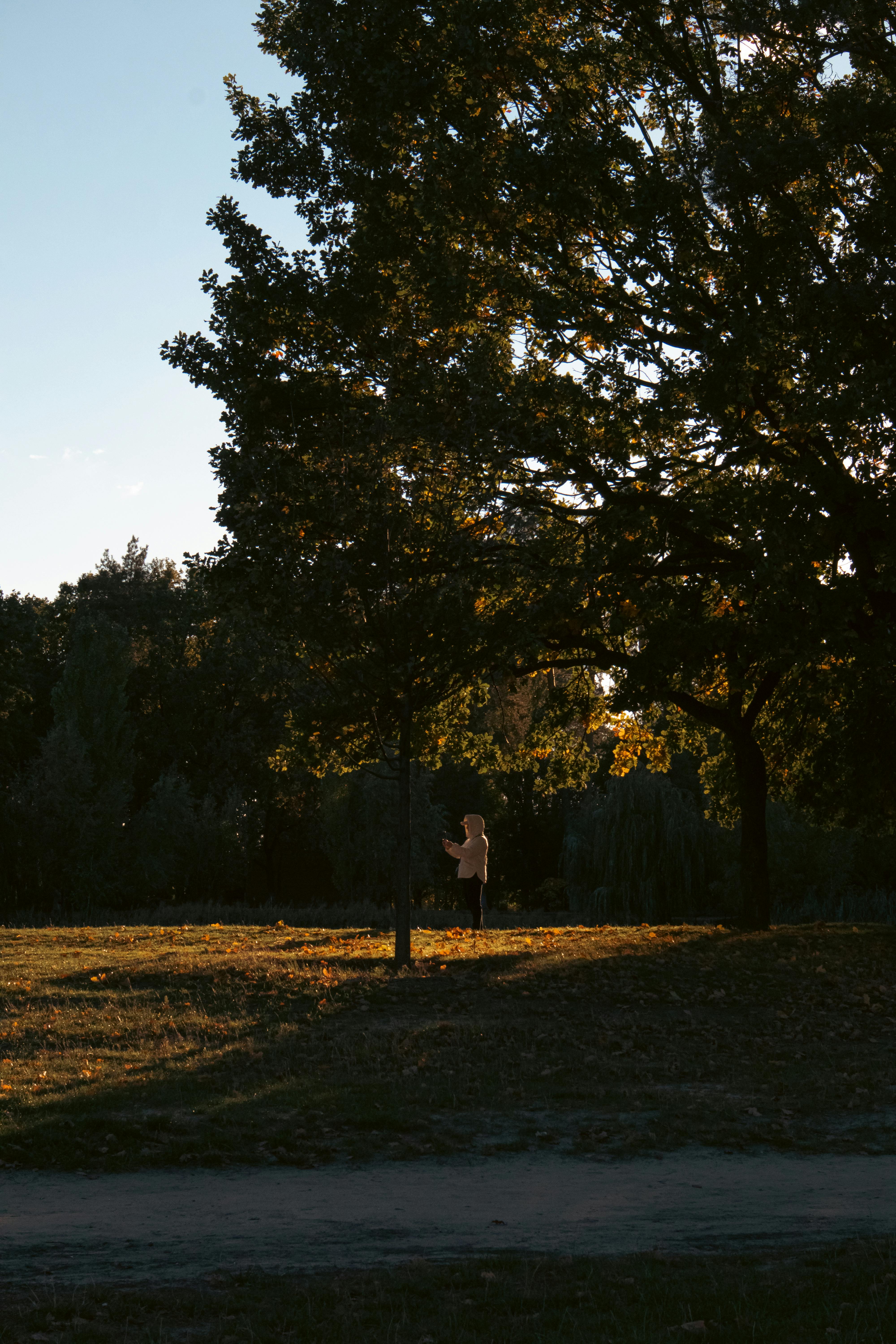 Autumn Evening Stroll in Sunlit Park · Free Stock Photo