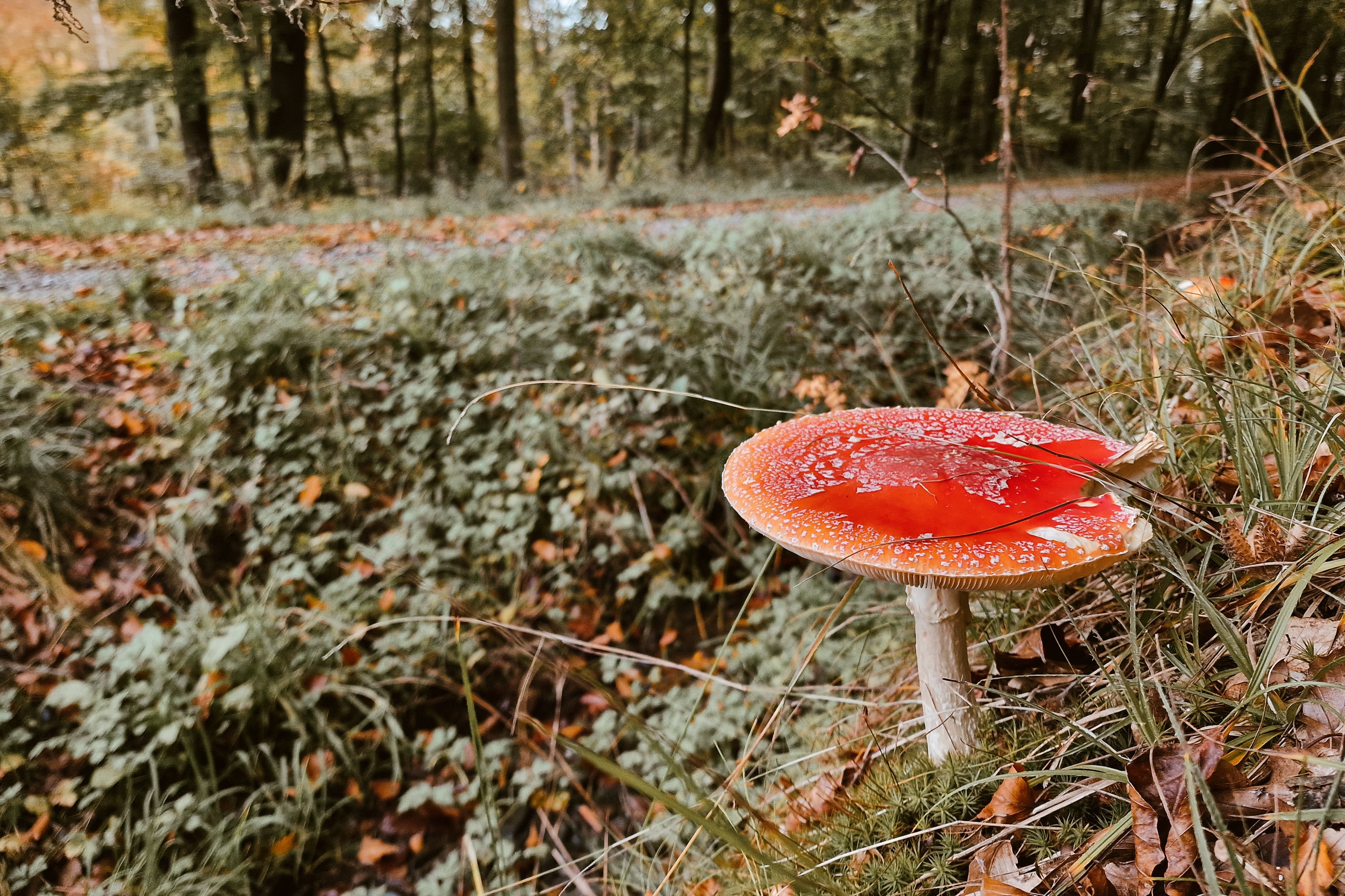 Vibrant Red Mushroom in Autumn Forest · Free Stock Photo