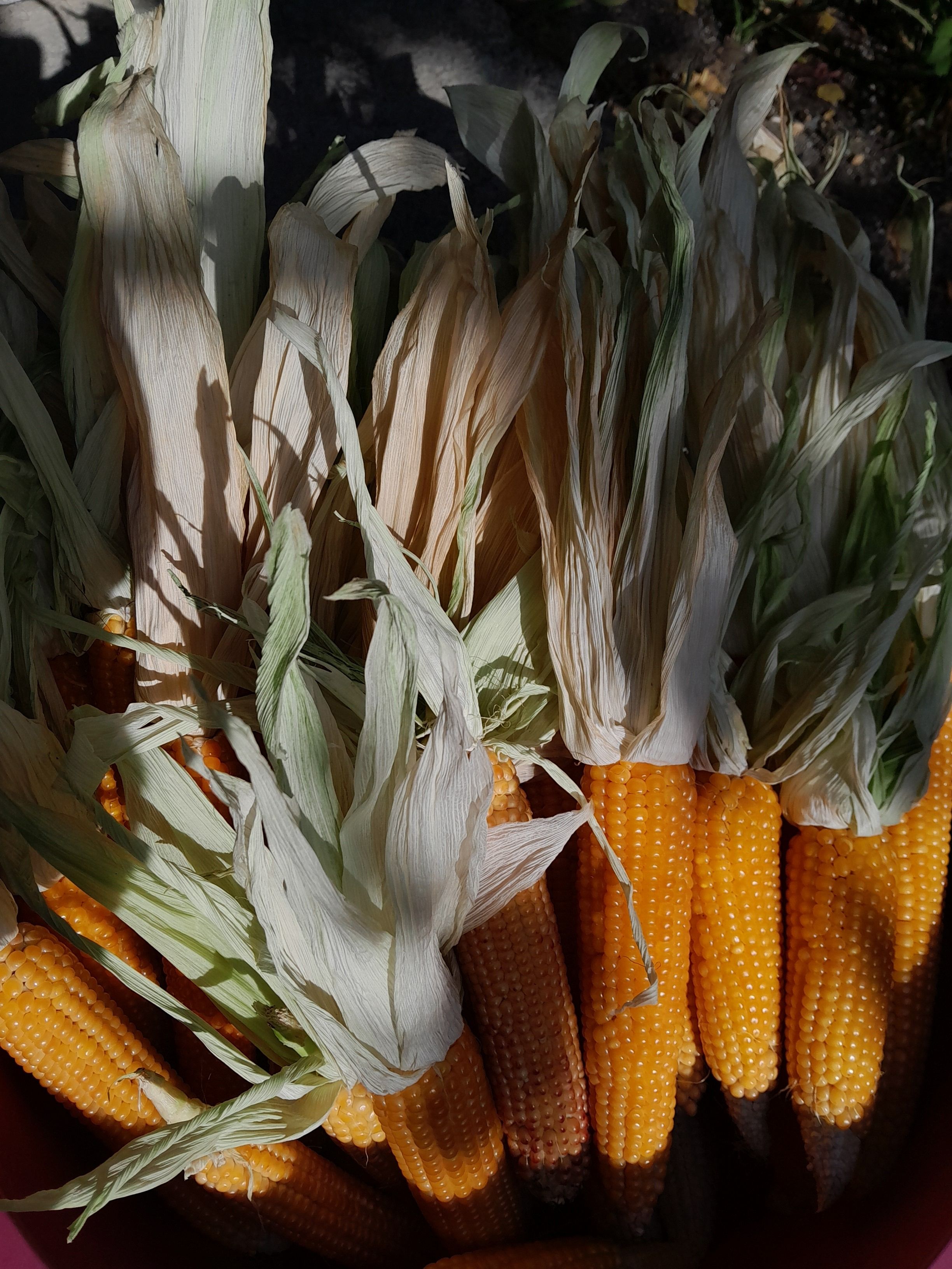 Fresh Harvested Corn with Husks in Sunlight · Free Stock Photo