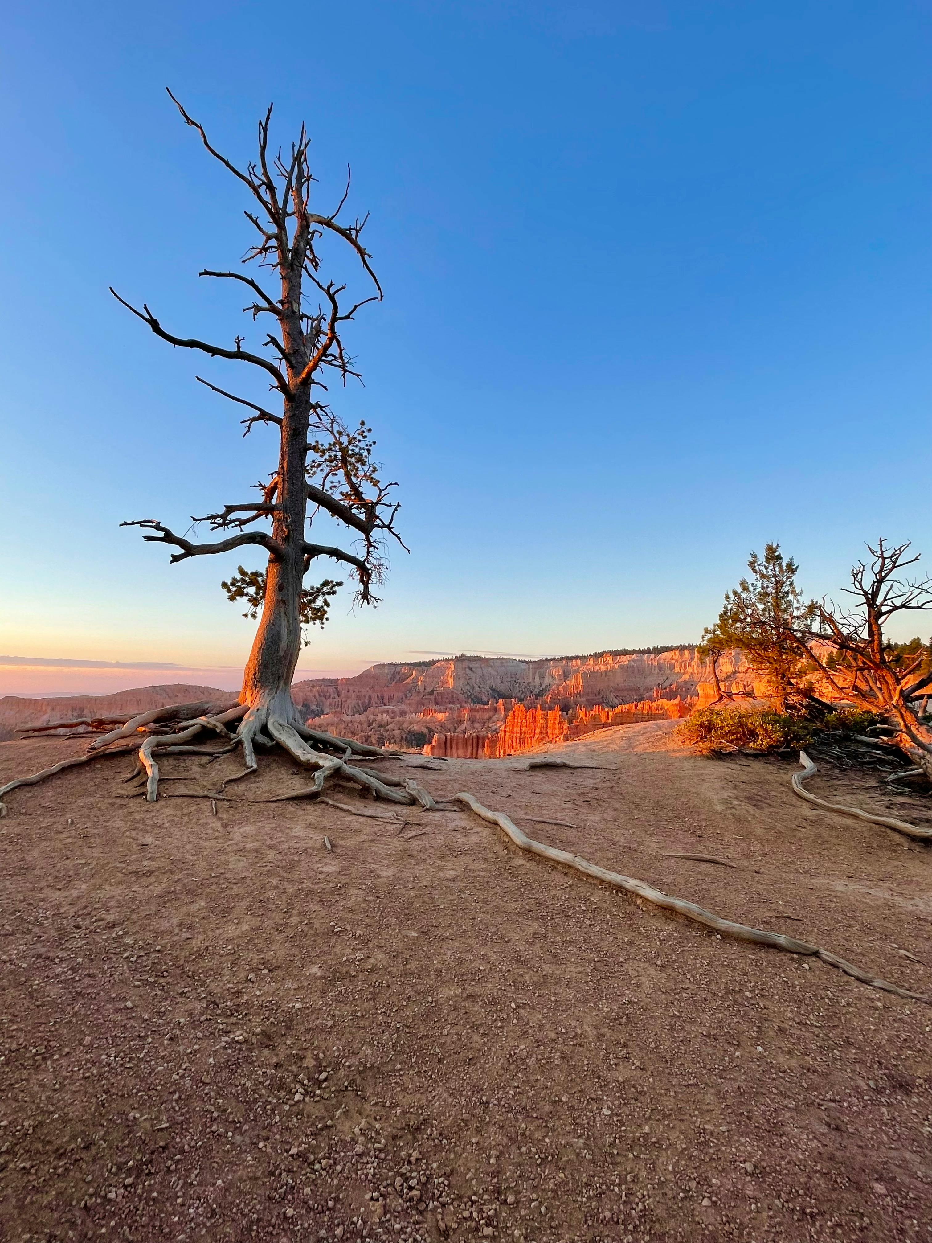 Dead Tree Limbs Photos, Download The BEST Free Dead Tree Limbs Stock ...