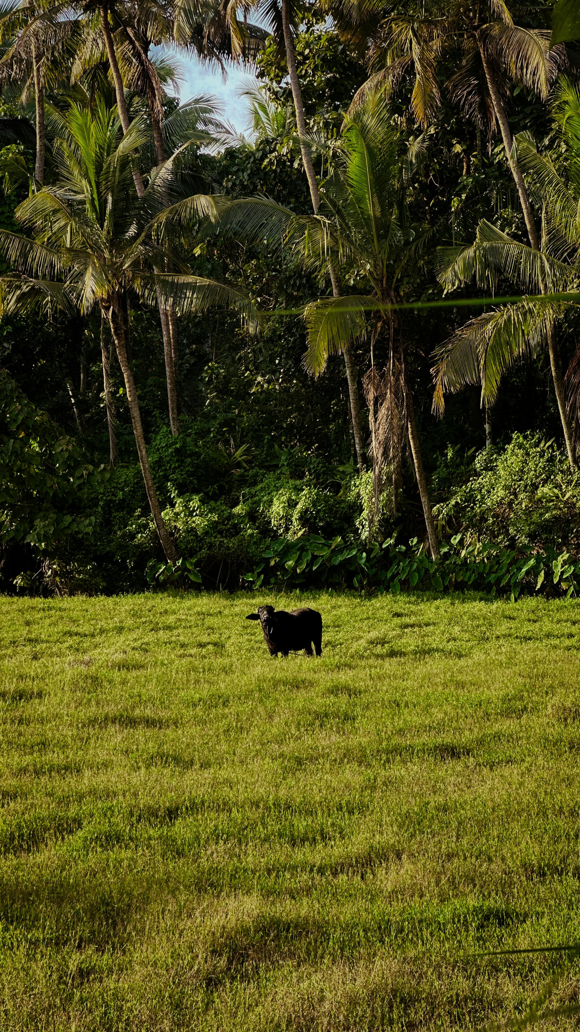Chèvre Noire Dans Une Clairière De Forêt Tropicale De Palmiers · Photo ...