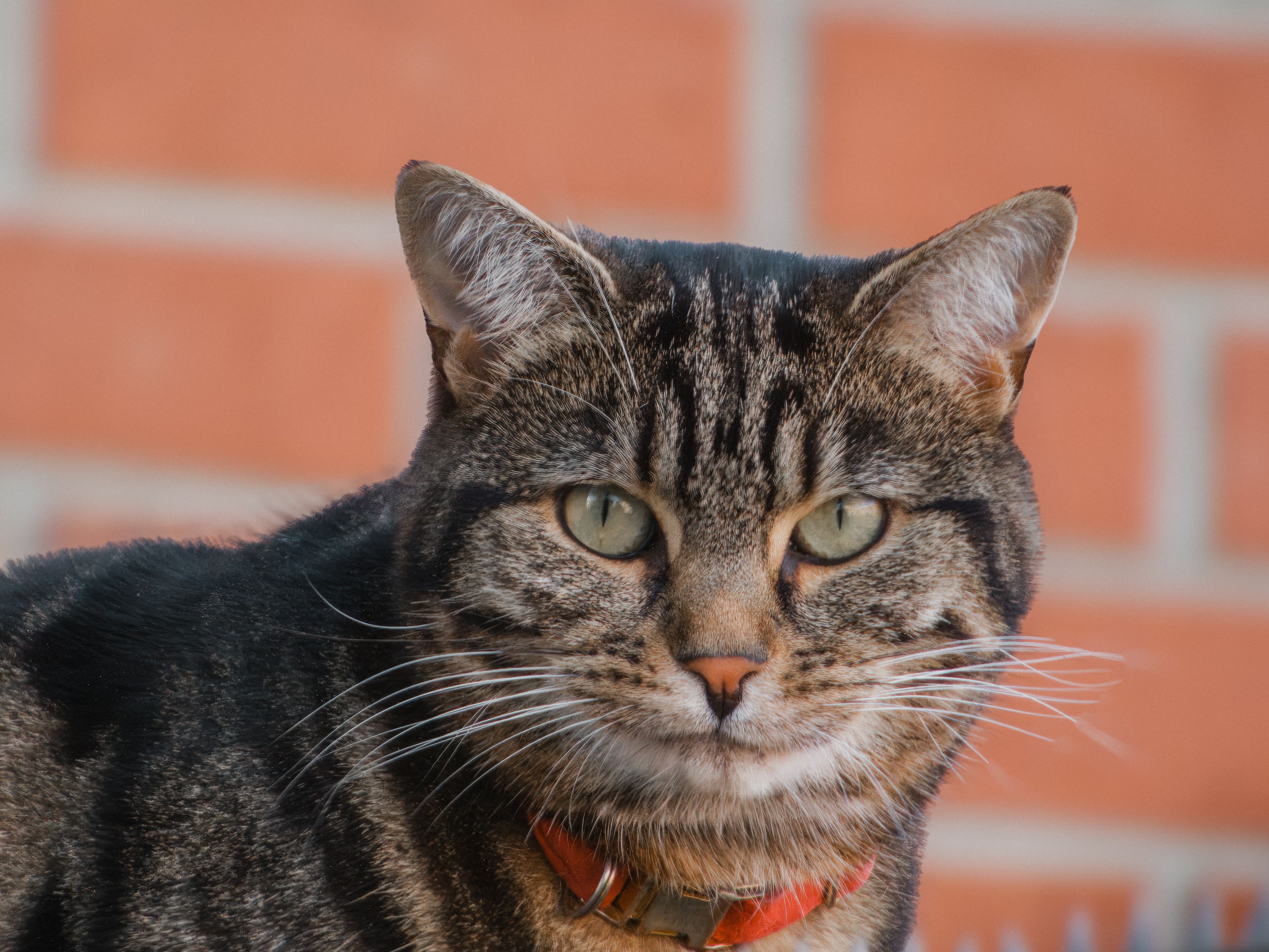 Close-up Portrait of a Tabby Cat with Brick Background · Free Stock Photo