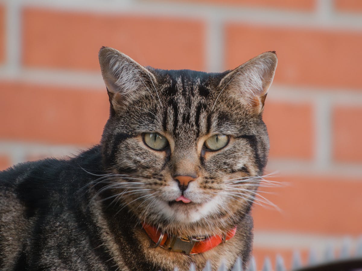 Tabby Cat Photos, Download The BEST Free Tabby Cat Stock Photos & HD Images