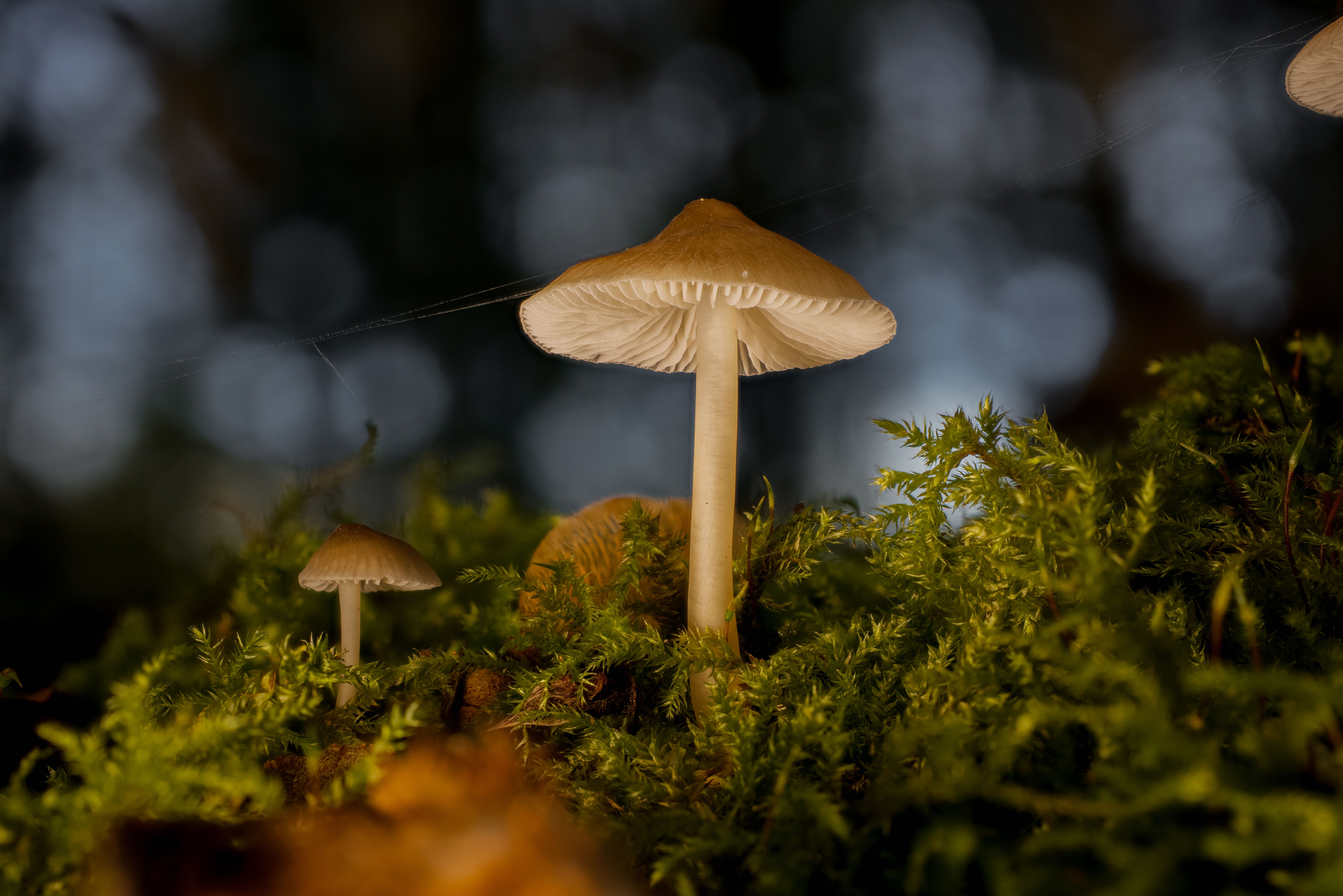 Close Up Jamur Di Lantai Hutan Dengan Bokeh · Foto Stok Gratis