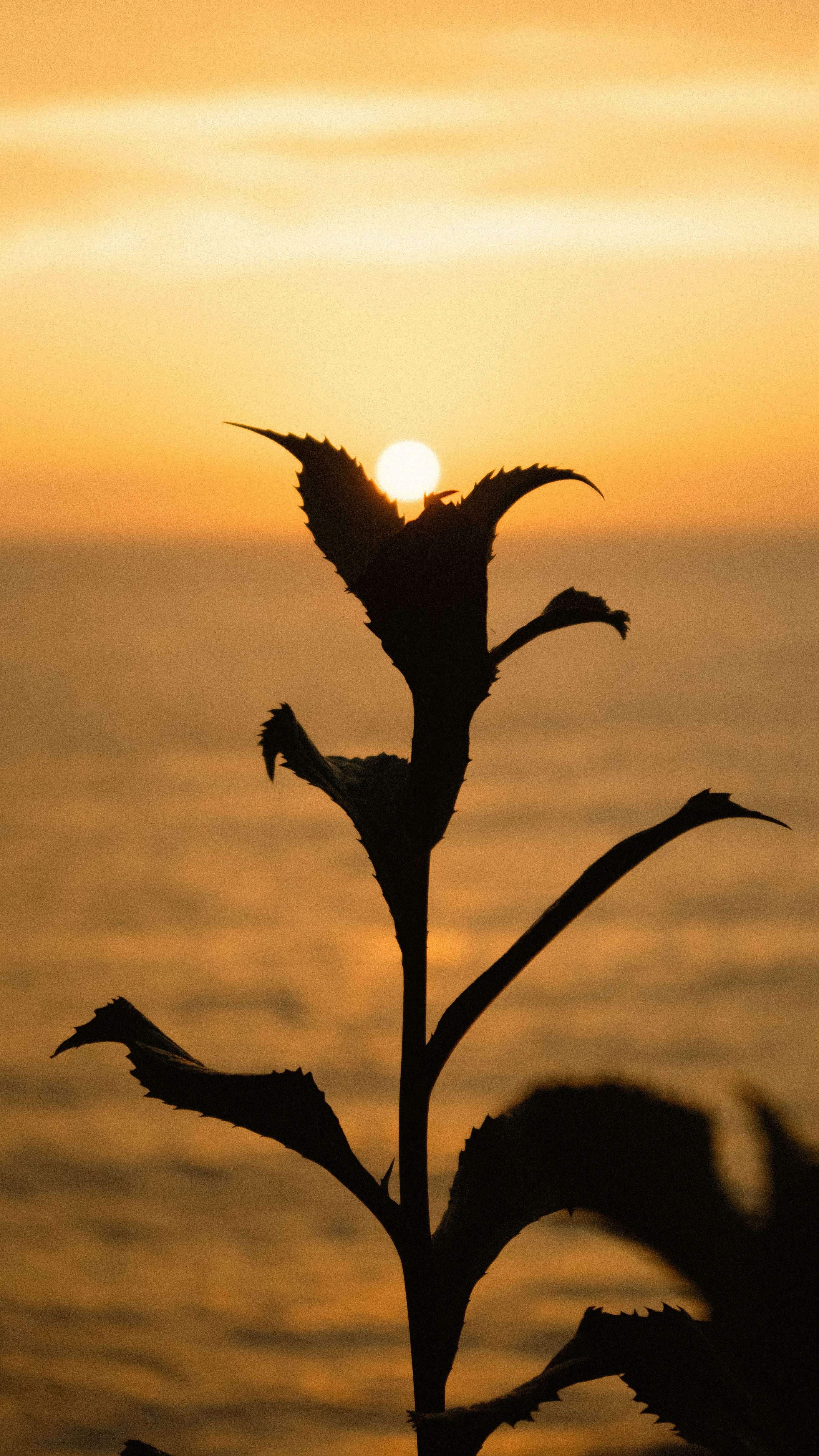 Dramatic Sunset with Silhouette of Plant · Free Stock Photo