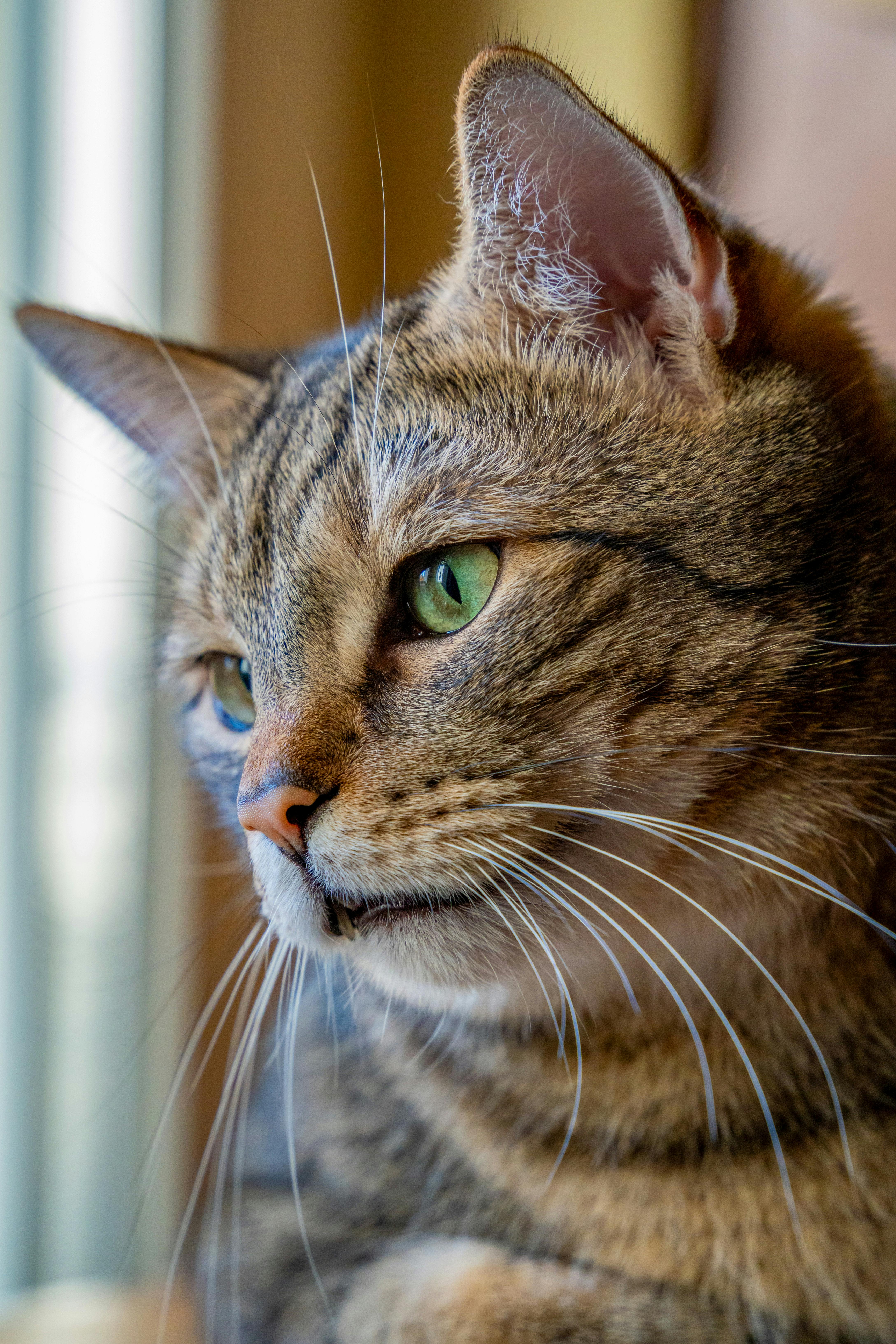 Potret Pelt Photos, Download The BEST Free Potret Pelt Stock Photos ...