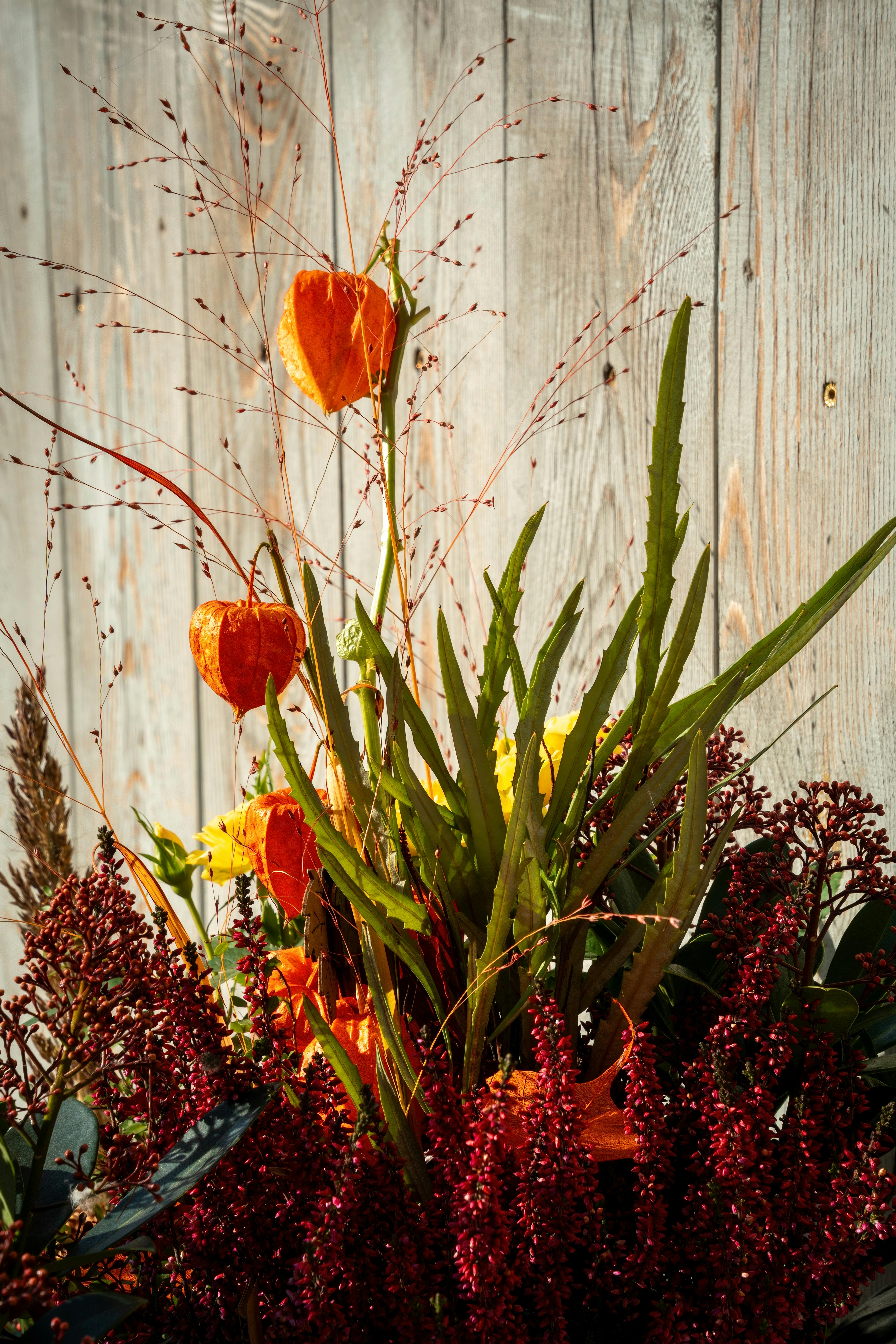 Flowers In Focus Photos, Download The BEST Free Flowers In Focus Stock ...