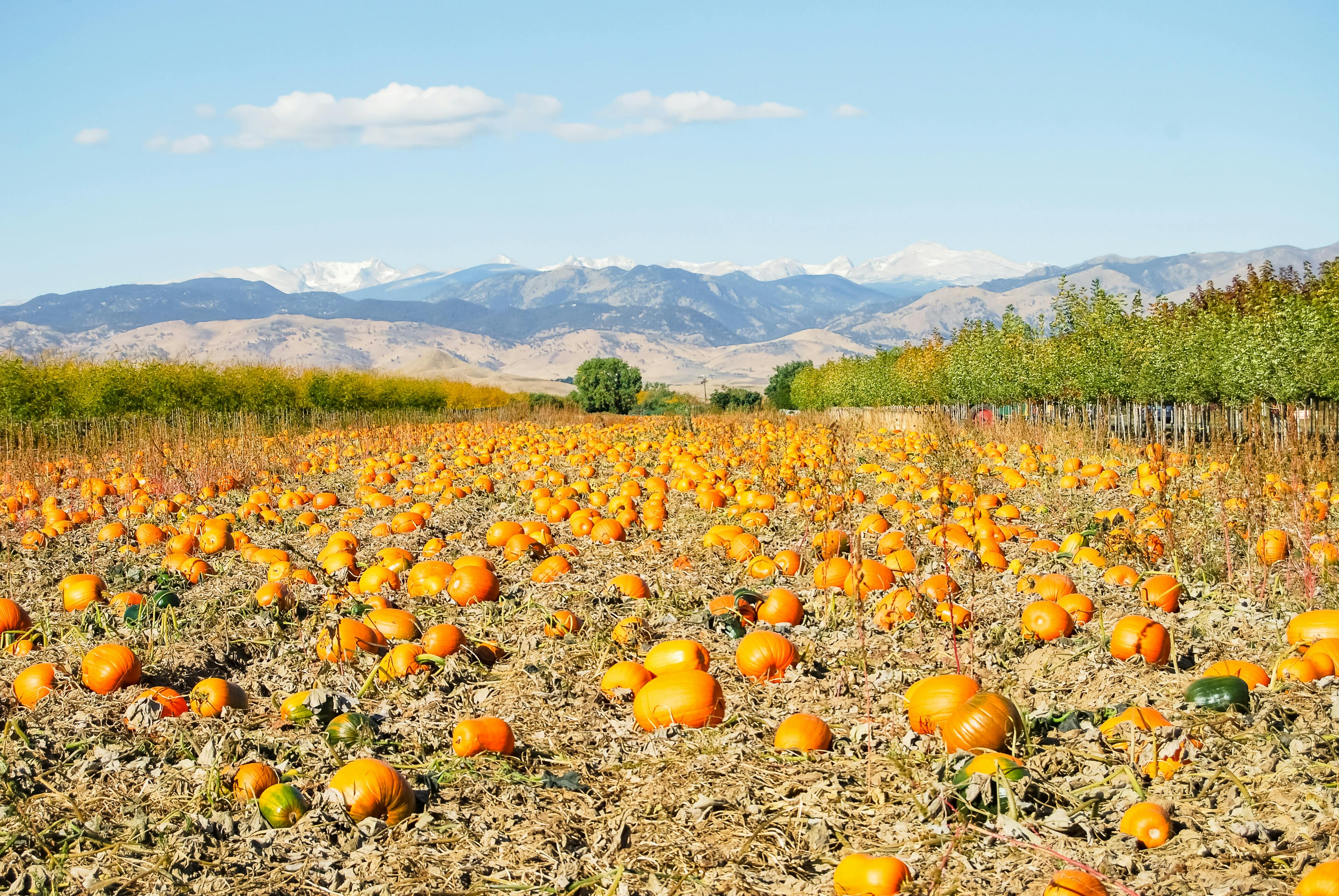Boulder Pumpkin Field in Fall Against Mountains · Free Stock Photo