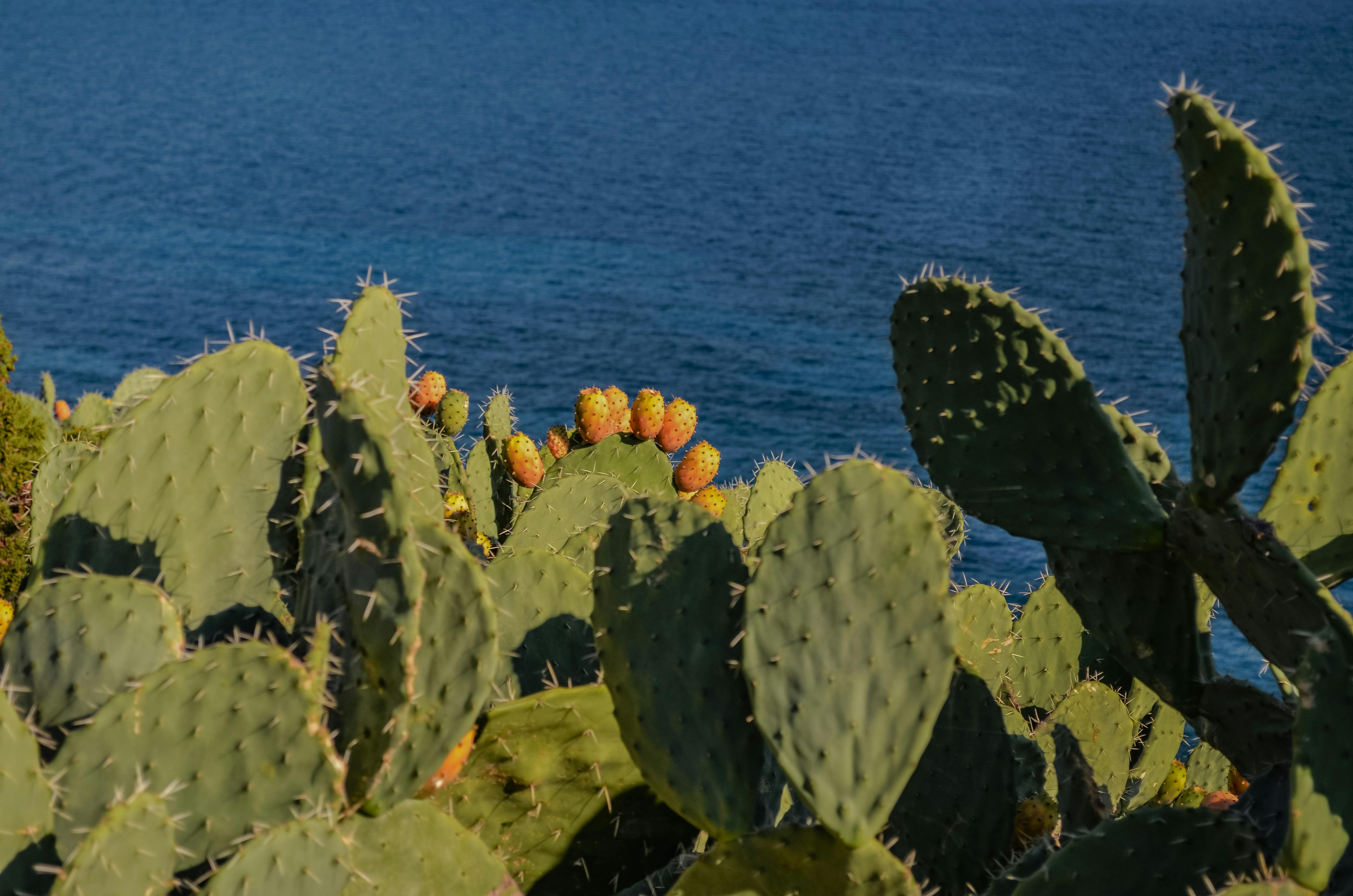 Prickly Pear Cactus by the Sardinian Sea · Free Stock Photo
