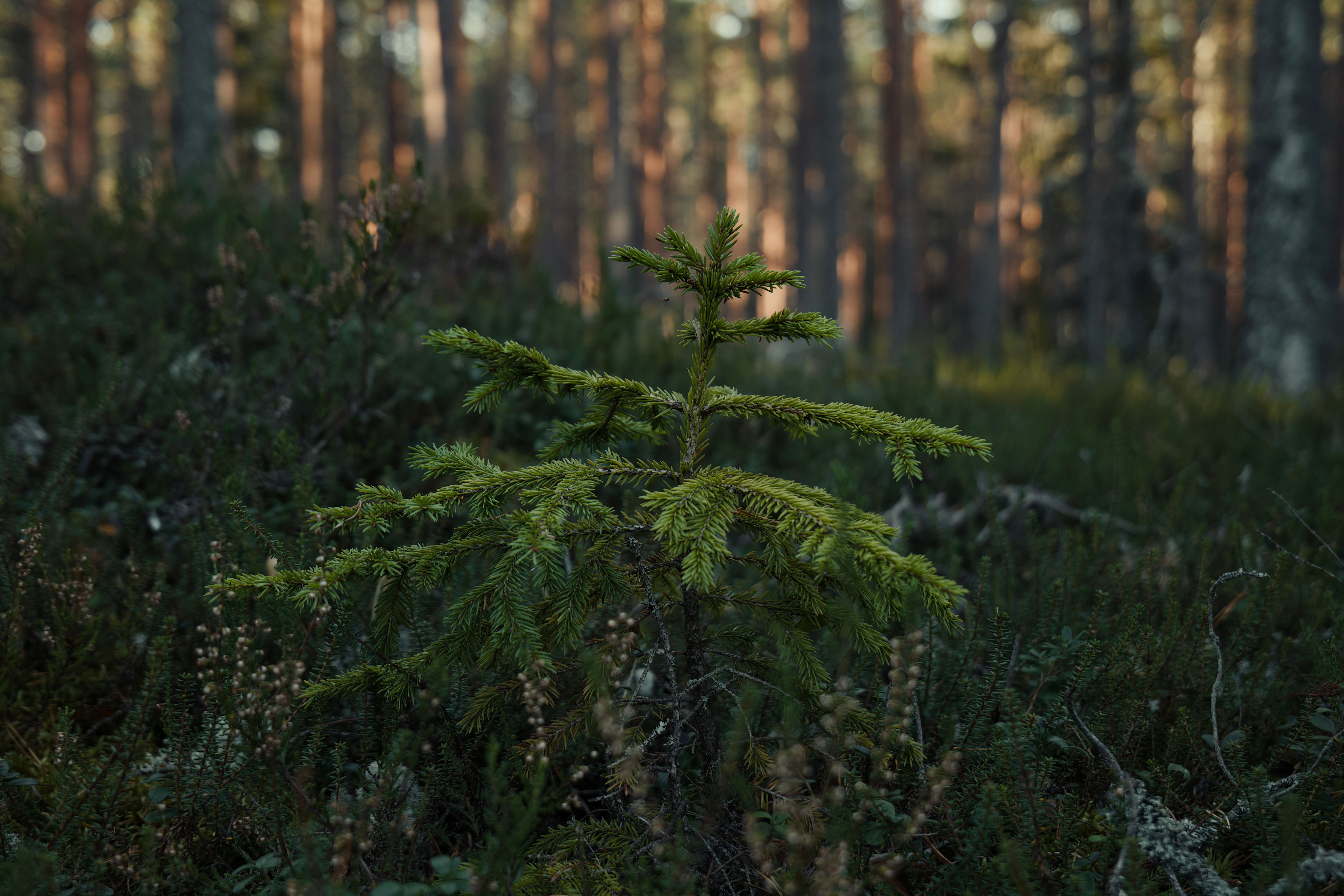 Young Spruce Tree in Tranquil Forest Setting · Free Stock Photo