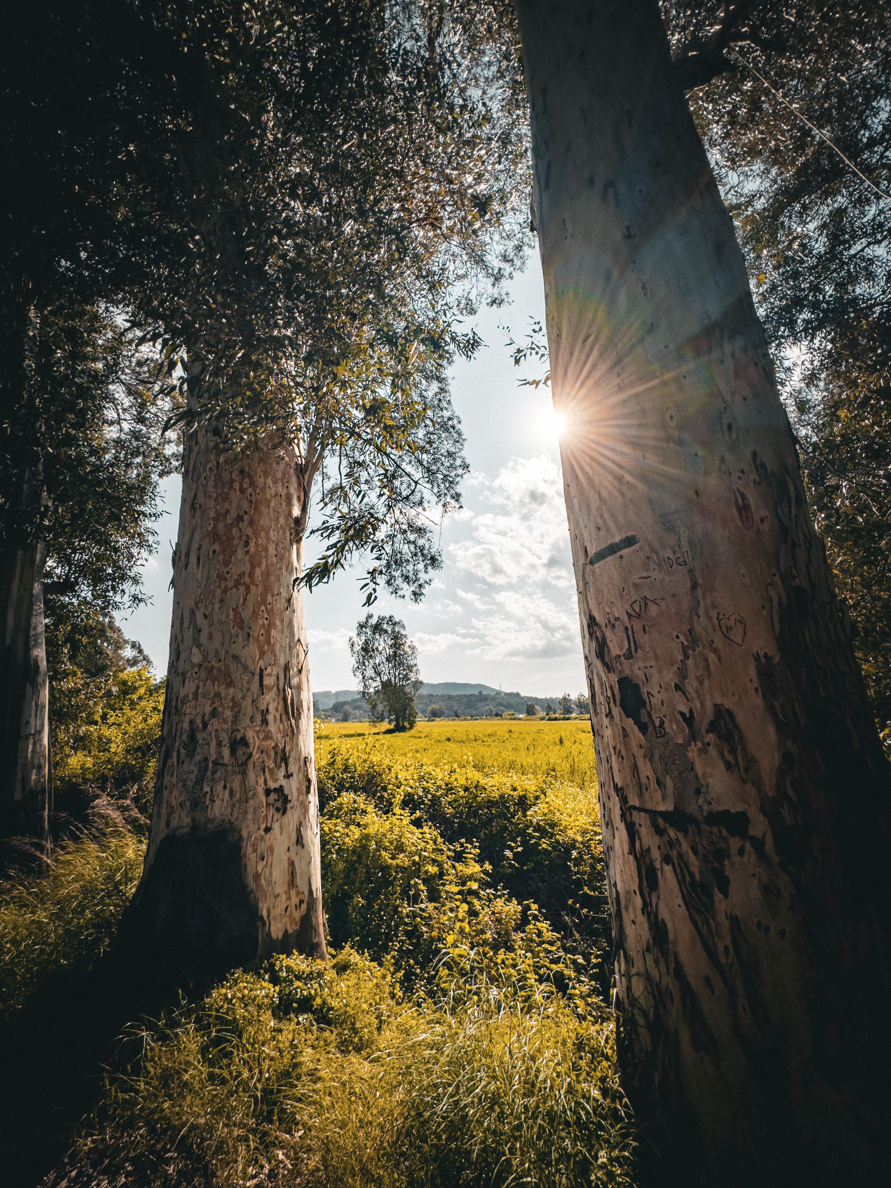 Tranquil Sunlit Meadow through Tall Trees · Free Stock Photo